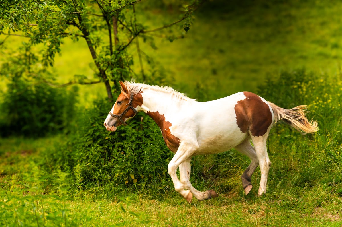 Running Horse Photos, Download The BEST Free Running Horse Stock Photos ...