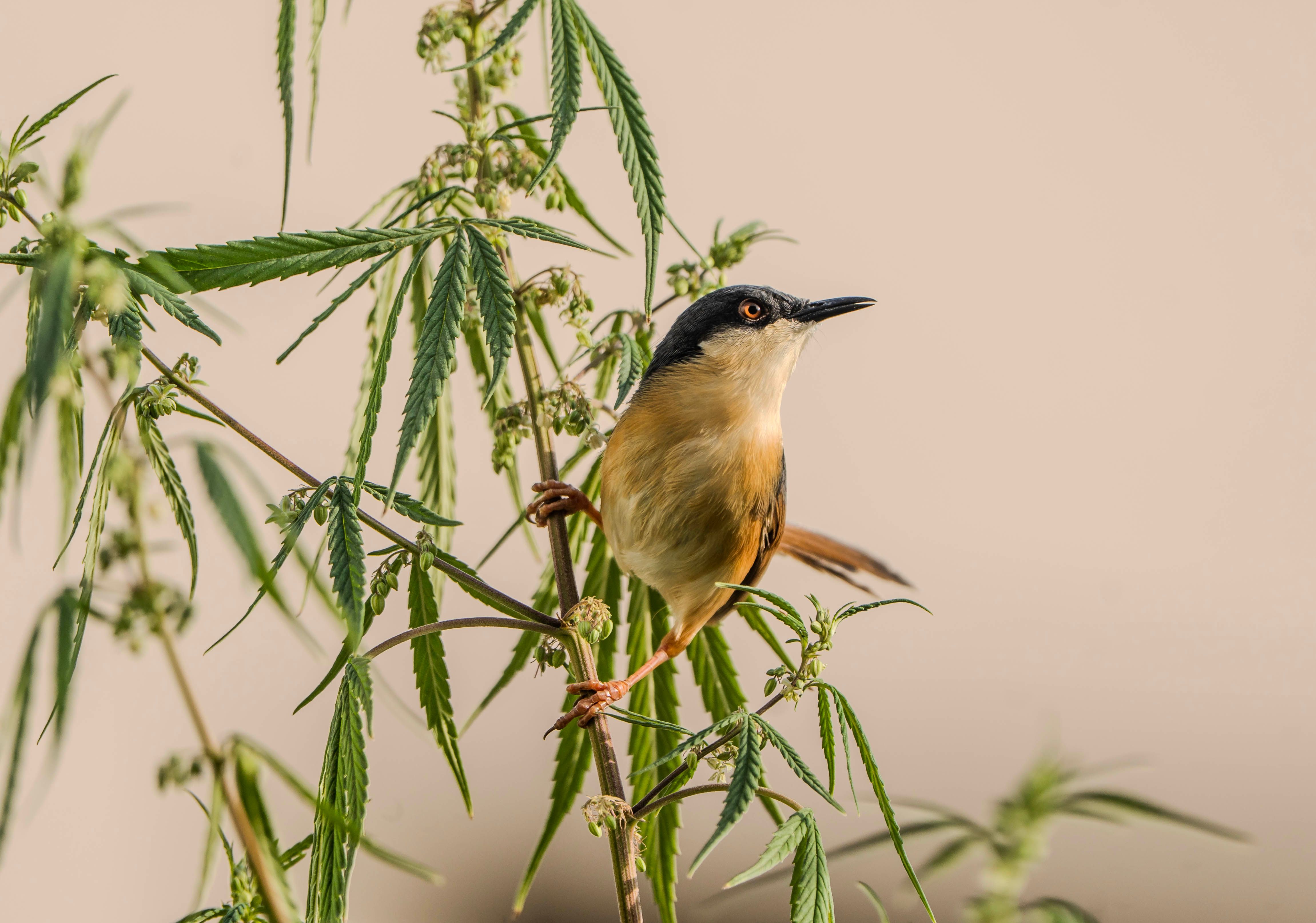 Colorful Bird Perched on Cannabis Plant Outdoors · Free Stock Photo