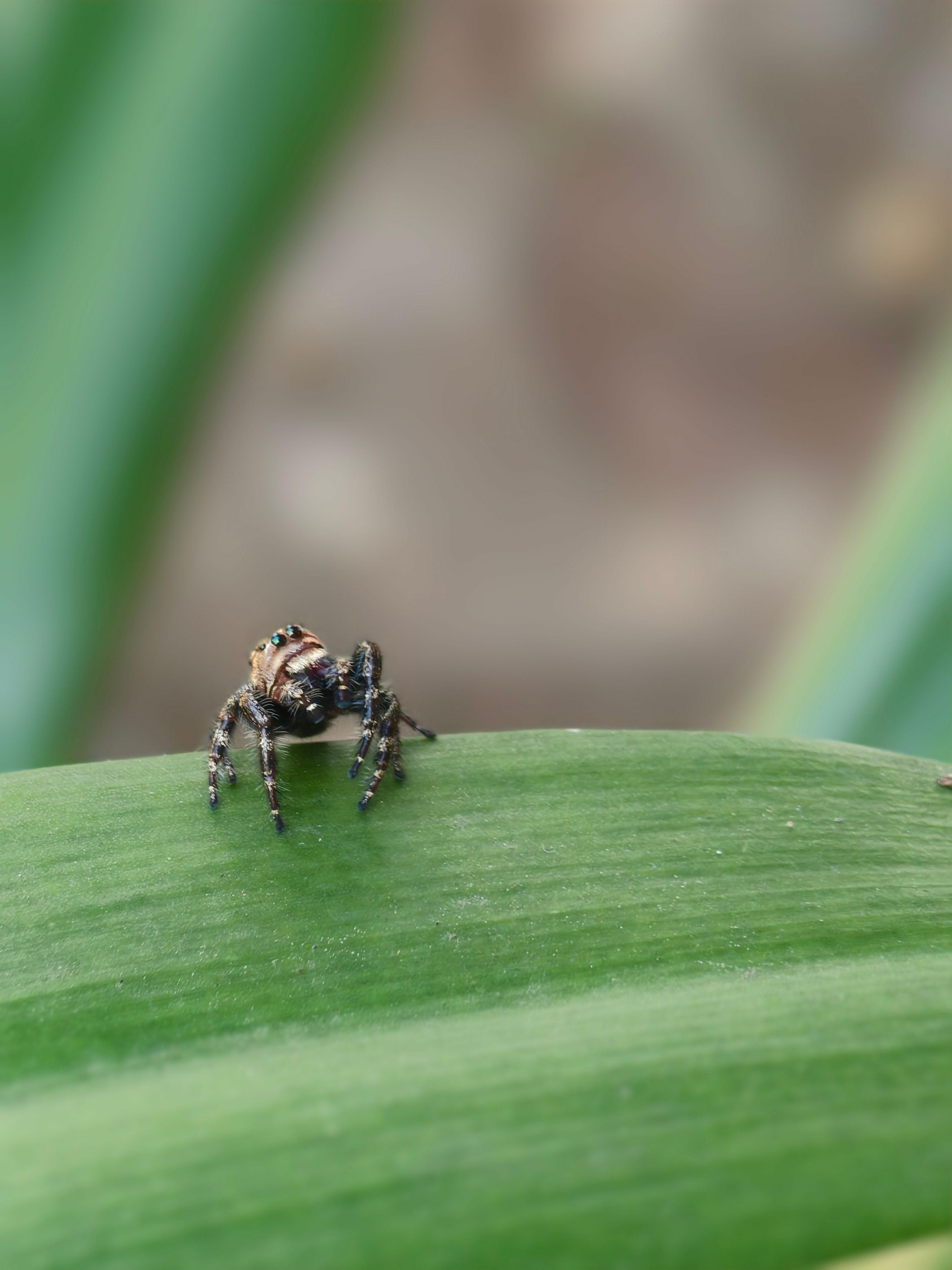 Close-up of a Jumping Spider on a Leaf · Free Stock Photo