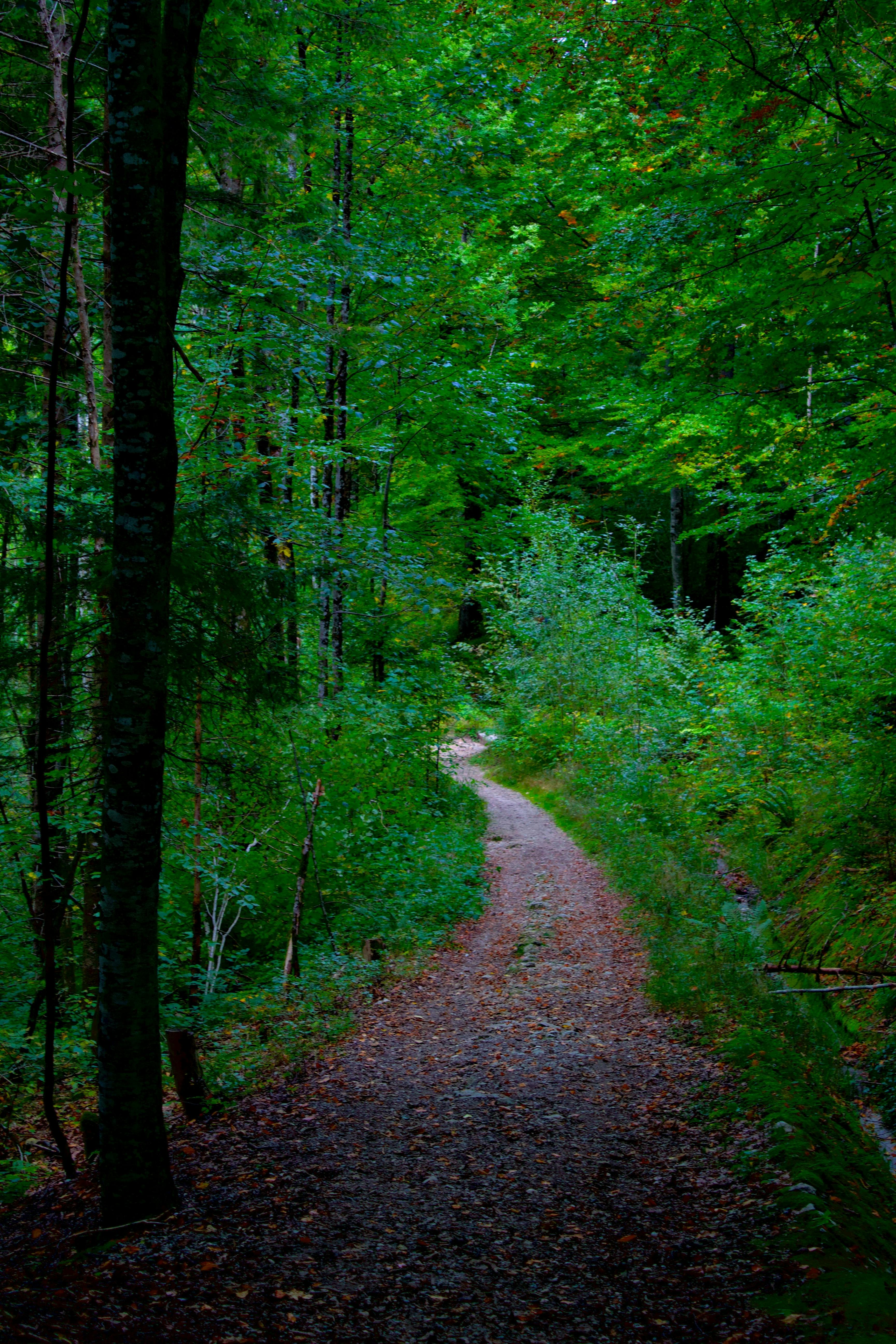 Jalan Setapak Hutan Yang Tenang Di Tengah Pepohonan Hijau Yang Rimbun ...