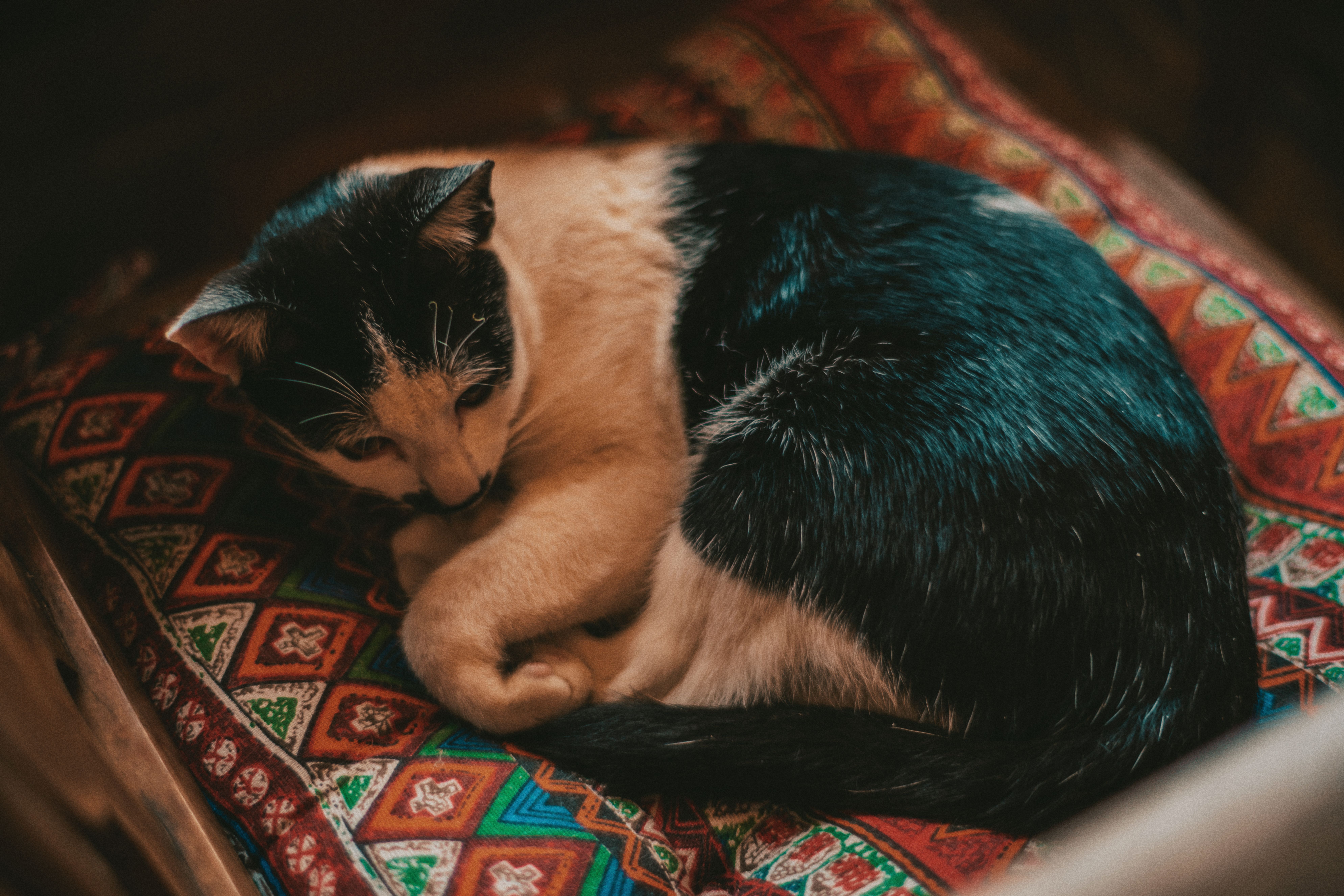 Snuggle Photos, Download The BEST Free Snuggle Stock Photos & HD Images