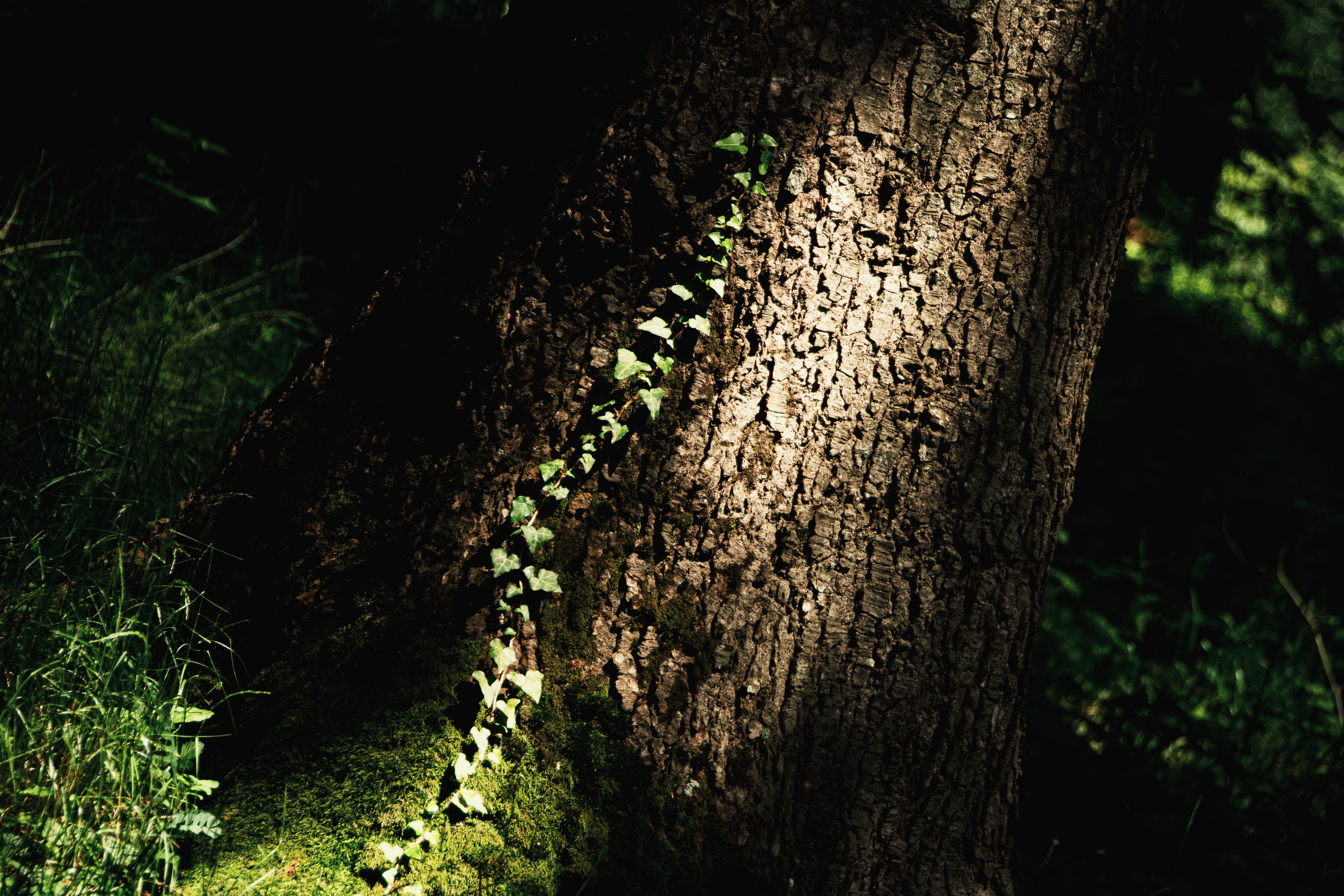 Ivy Climbing Tree Trunk in Sunlit Forest · Free Stock Photo
