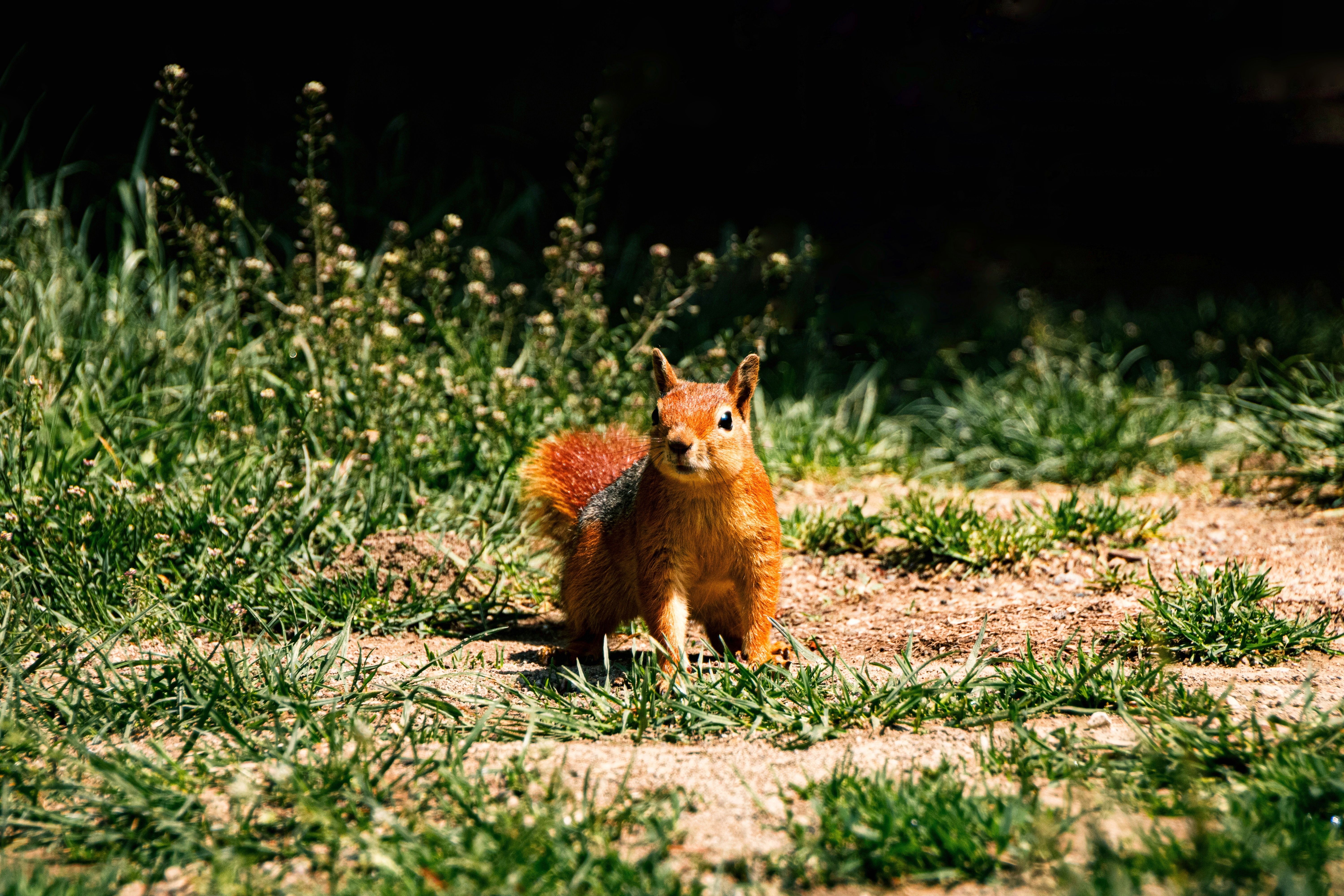 Close-up of a Squirrel in a Sunny Park Scene · Free Stock Photo