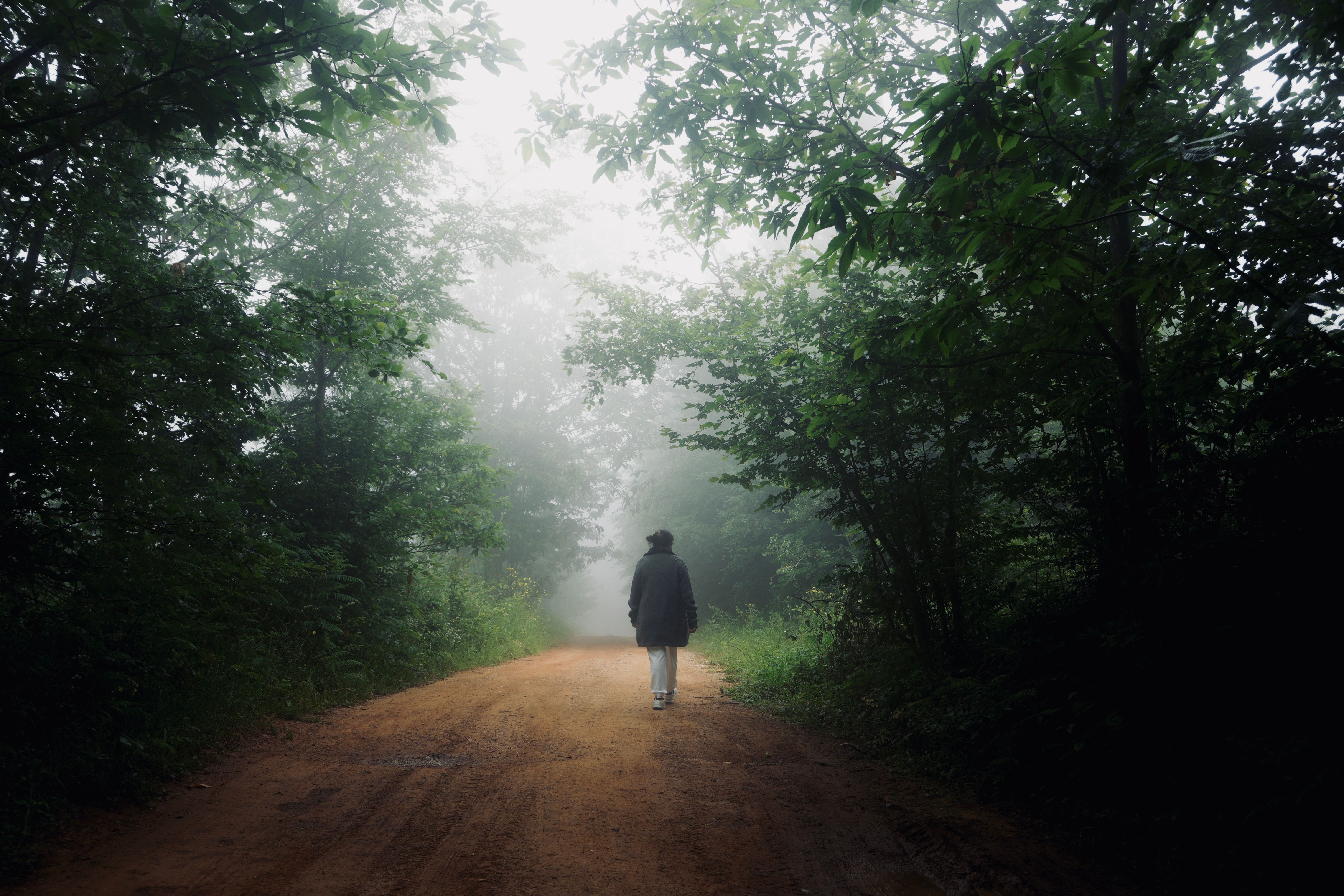 Misty Forest Path with Lone Walker at Dawn · Free Stock Photo