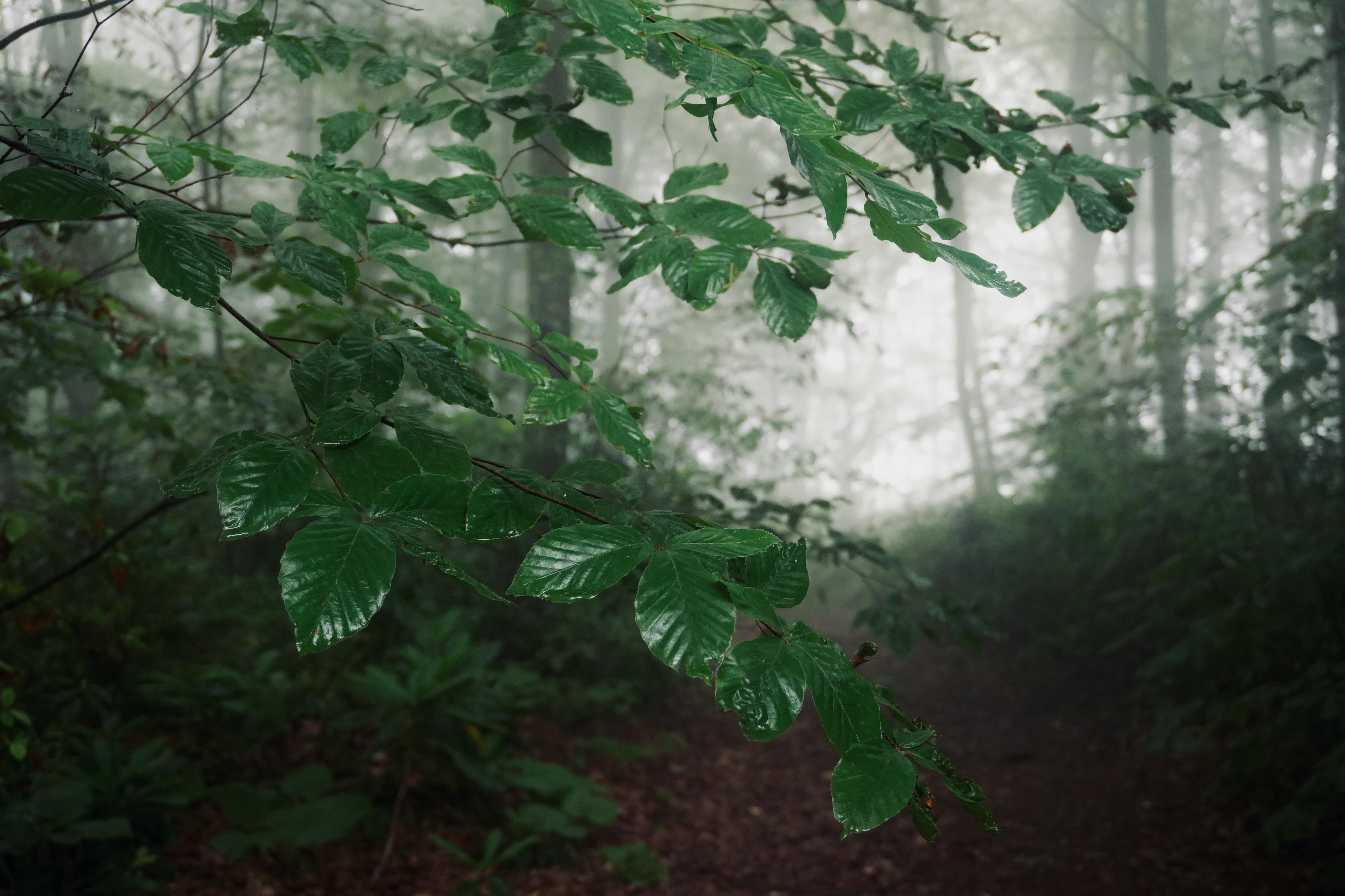 Désiré+Doué+4k Photos, Download The BEST Free Désiré+Doué+4k Stock ...