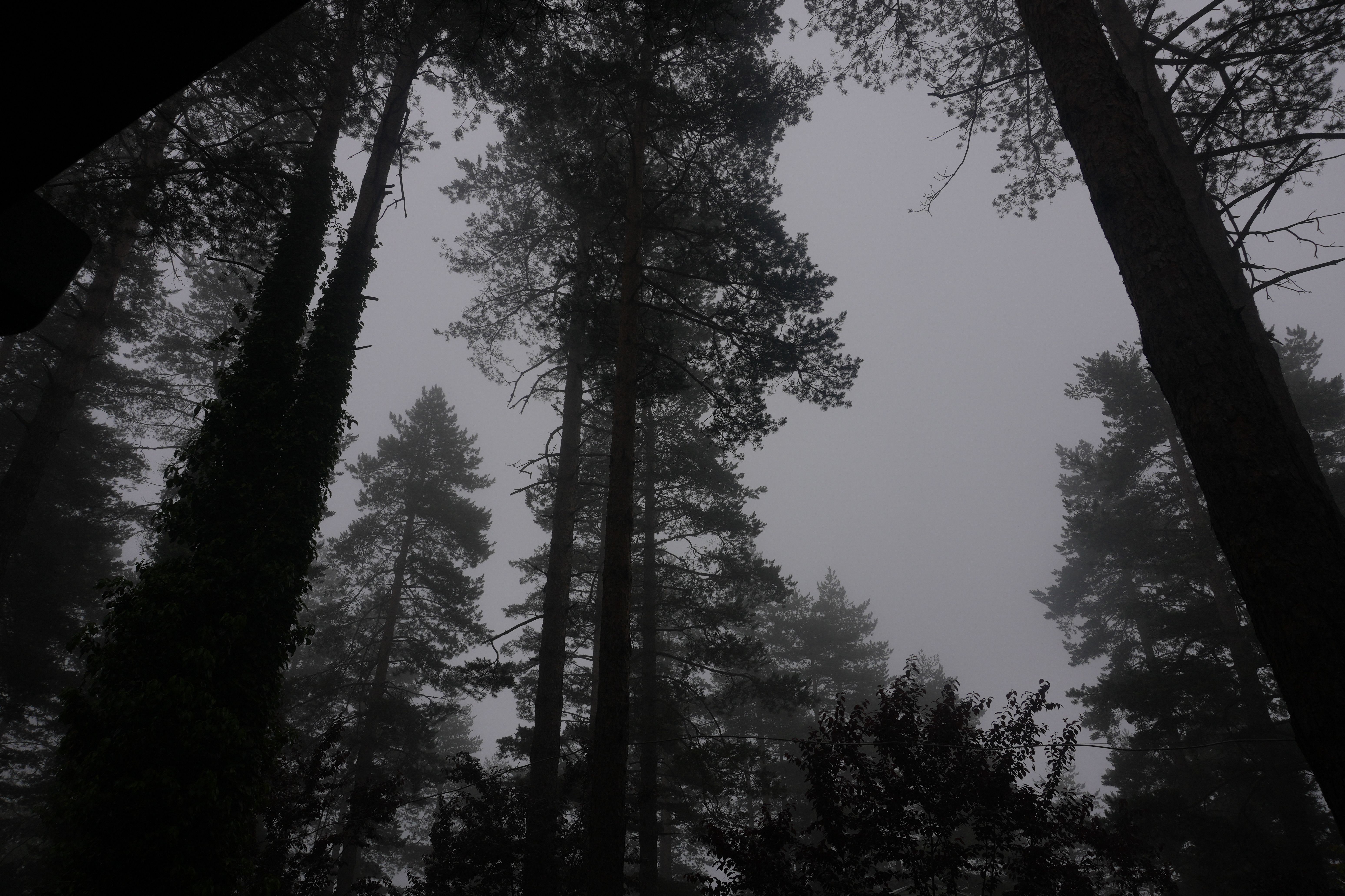 Misty Forest View in Sakarya, Türkiye · Free Stock Photo