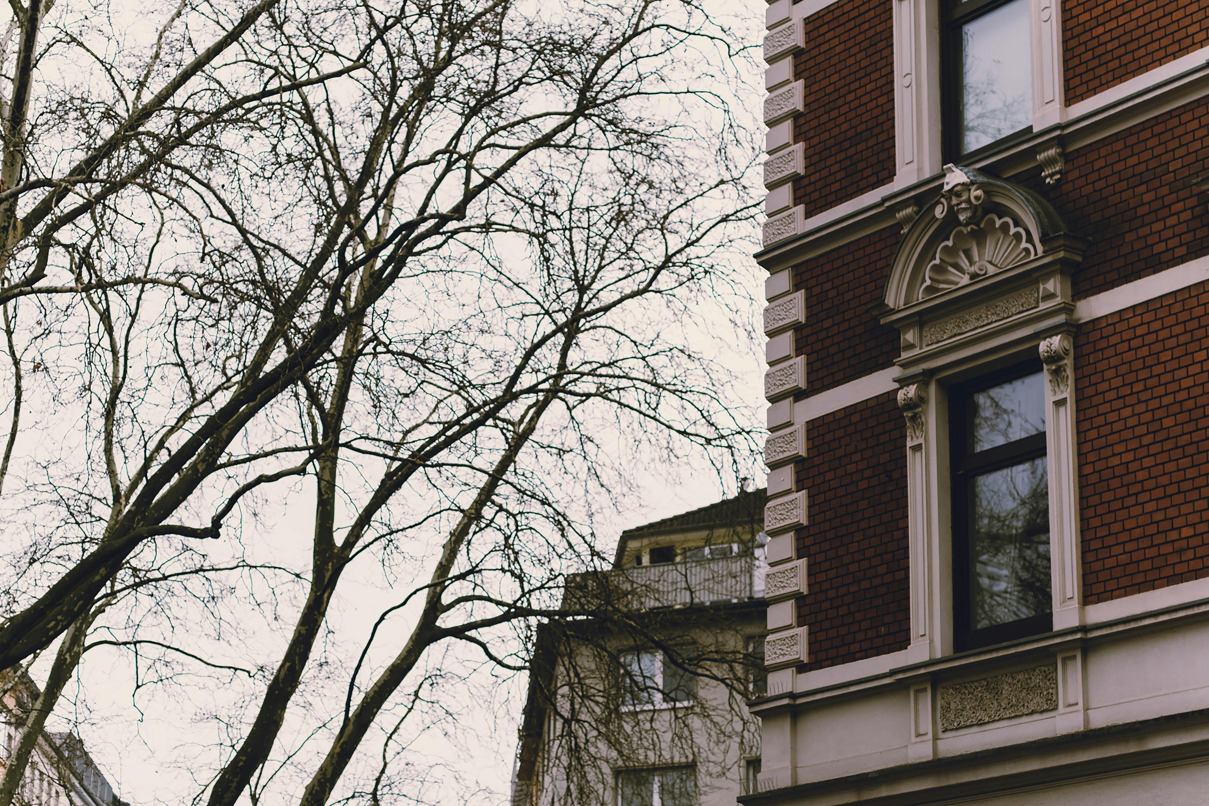 Classic European Brick Facade with Bare Trees · Free Stock Photo