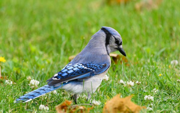 Blue Jay Photos, Download The BEST Free Blue Jay Stock Photos & HD Images