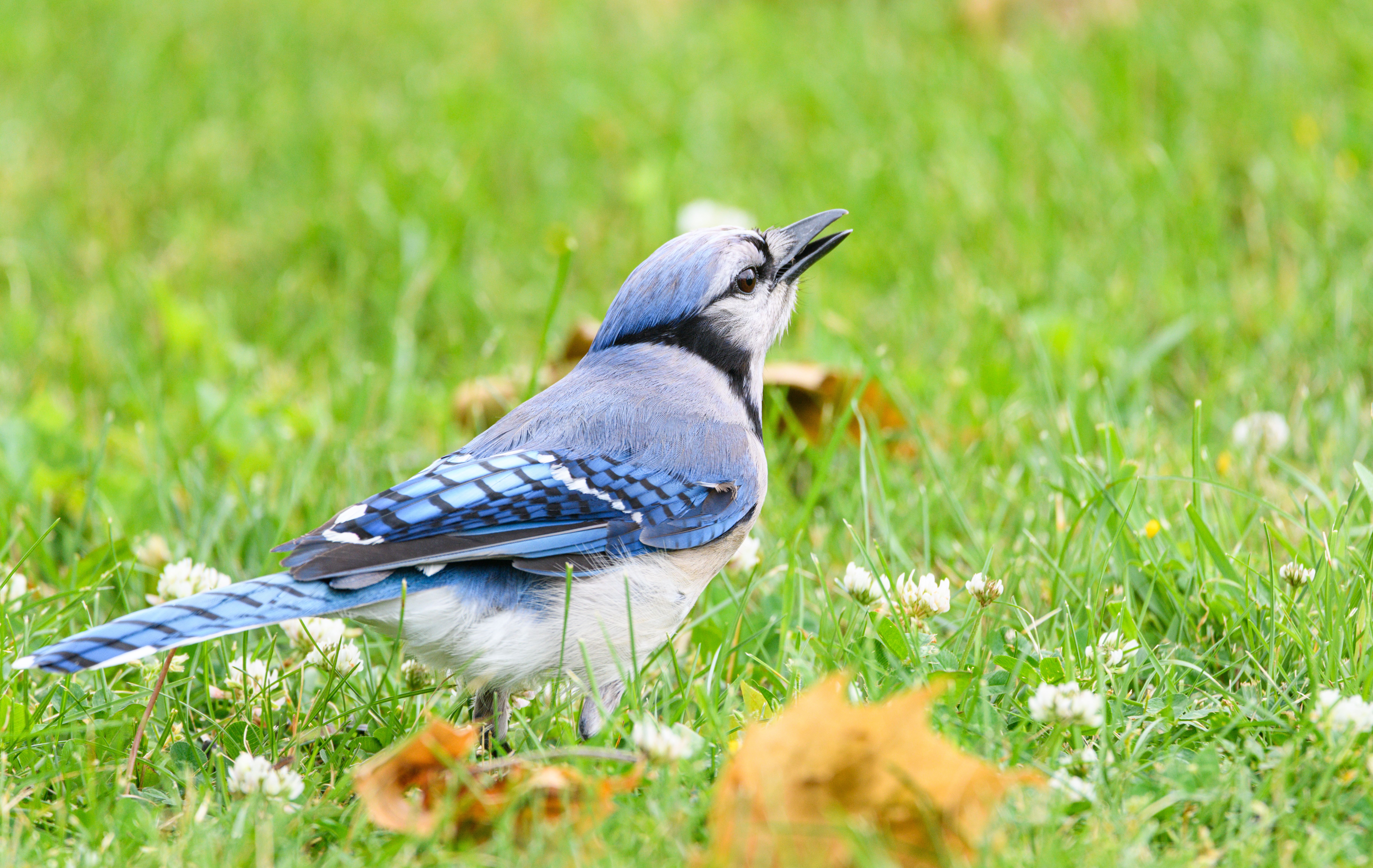 Blue Jay Perched on Lush Green Grass in Summer · Free Stock Photo