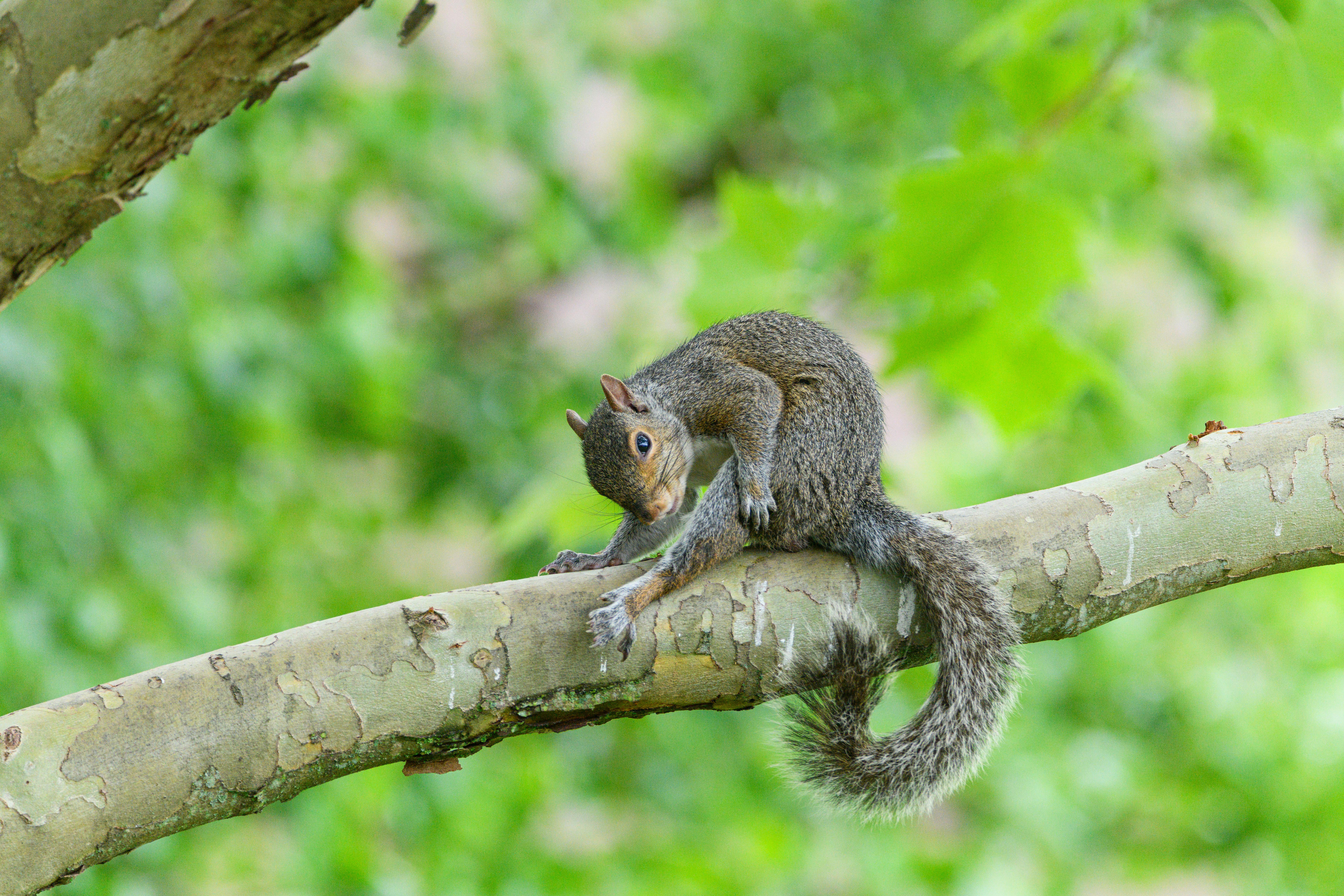 Gray Squirrel Resting on a Tree Branch · Free Stock Photo