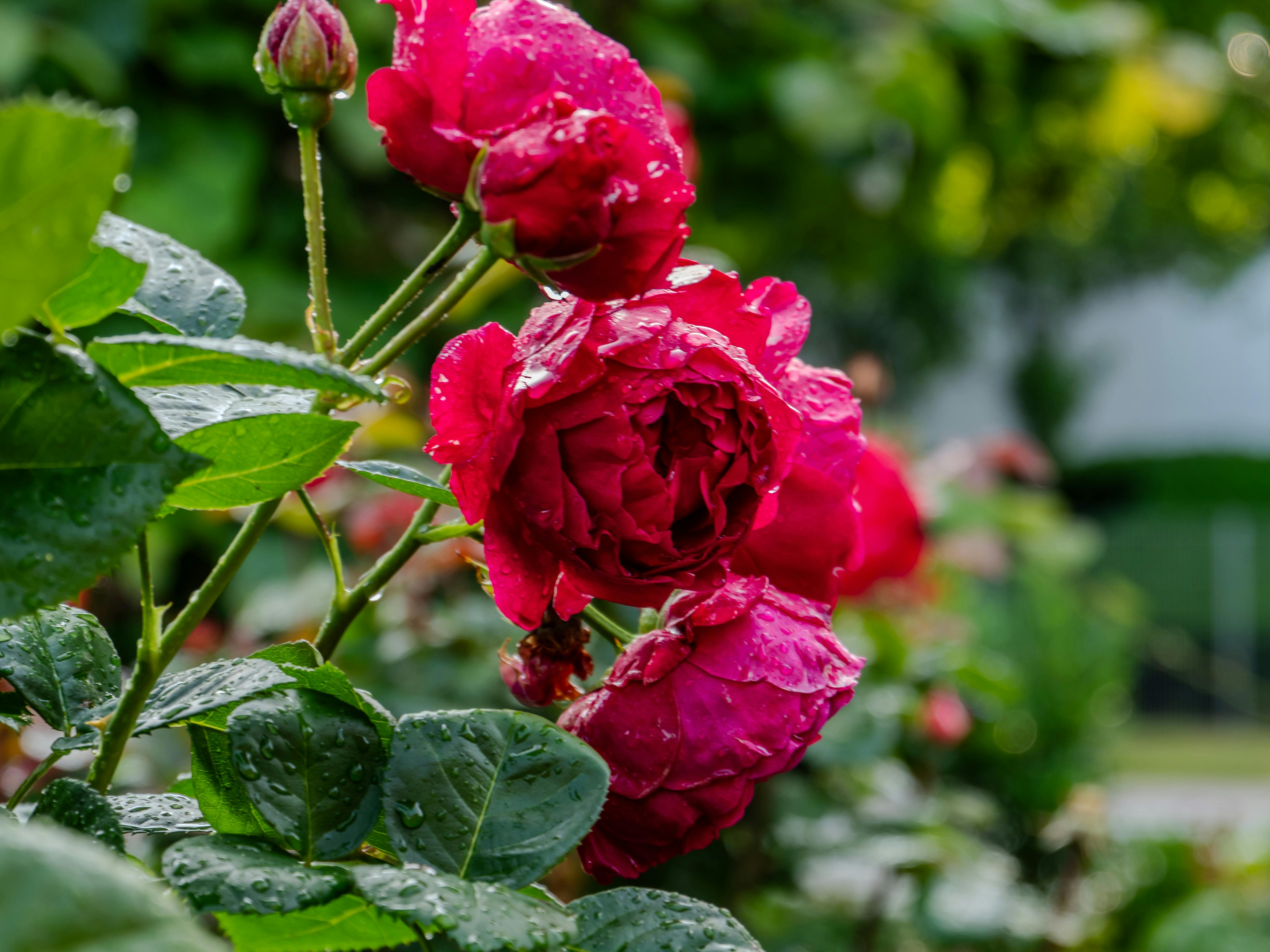 Rosas Rojas Vibrantes Con Rocío En Un Jardín De Verano · Foto de stock ...