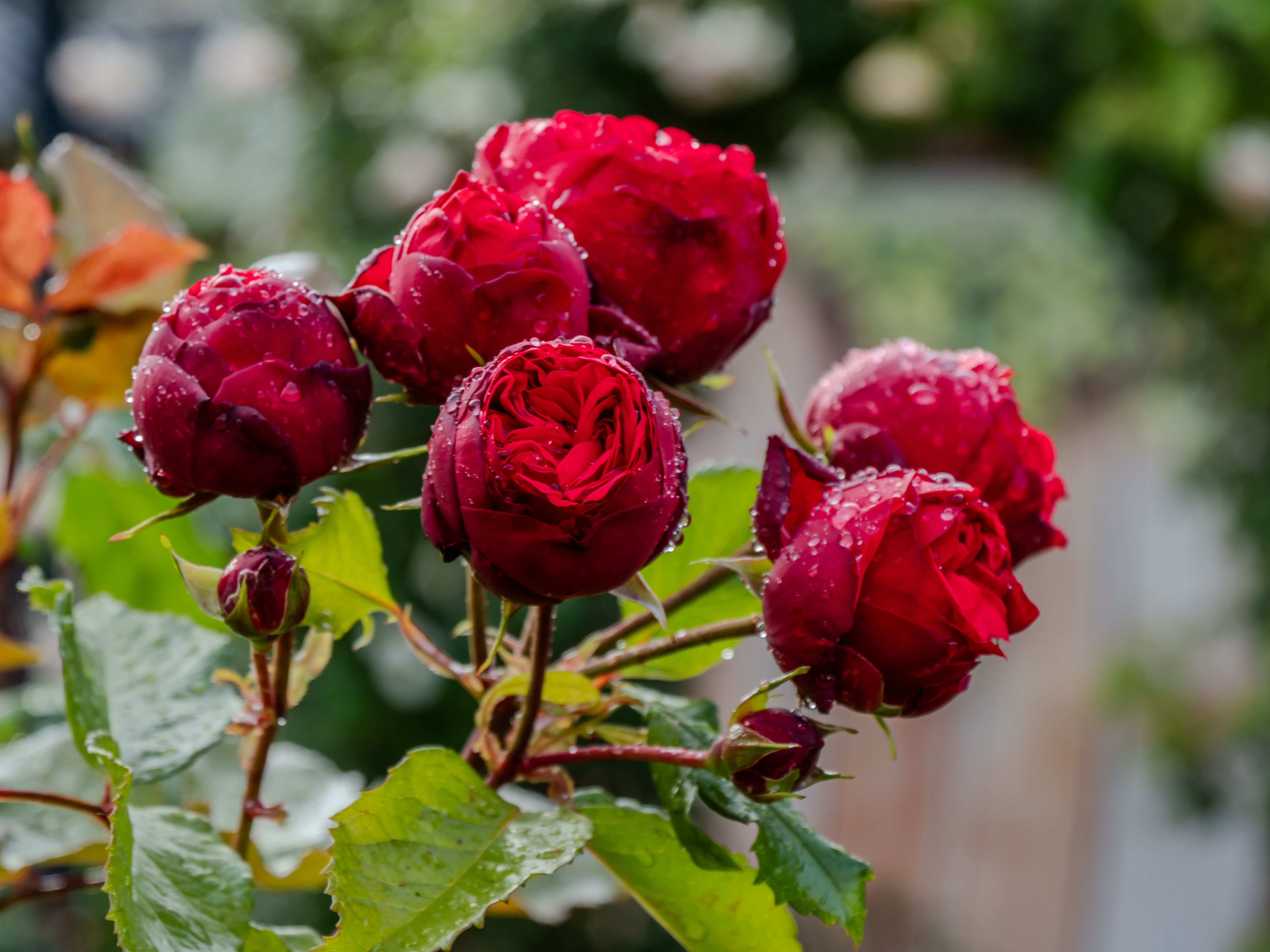 Rose Bush Photos, Download The BEST Free Rose Bush Stock Photos & HD Images