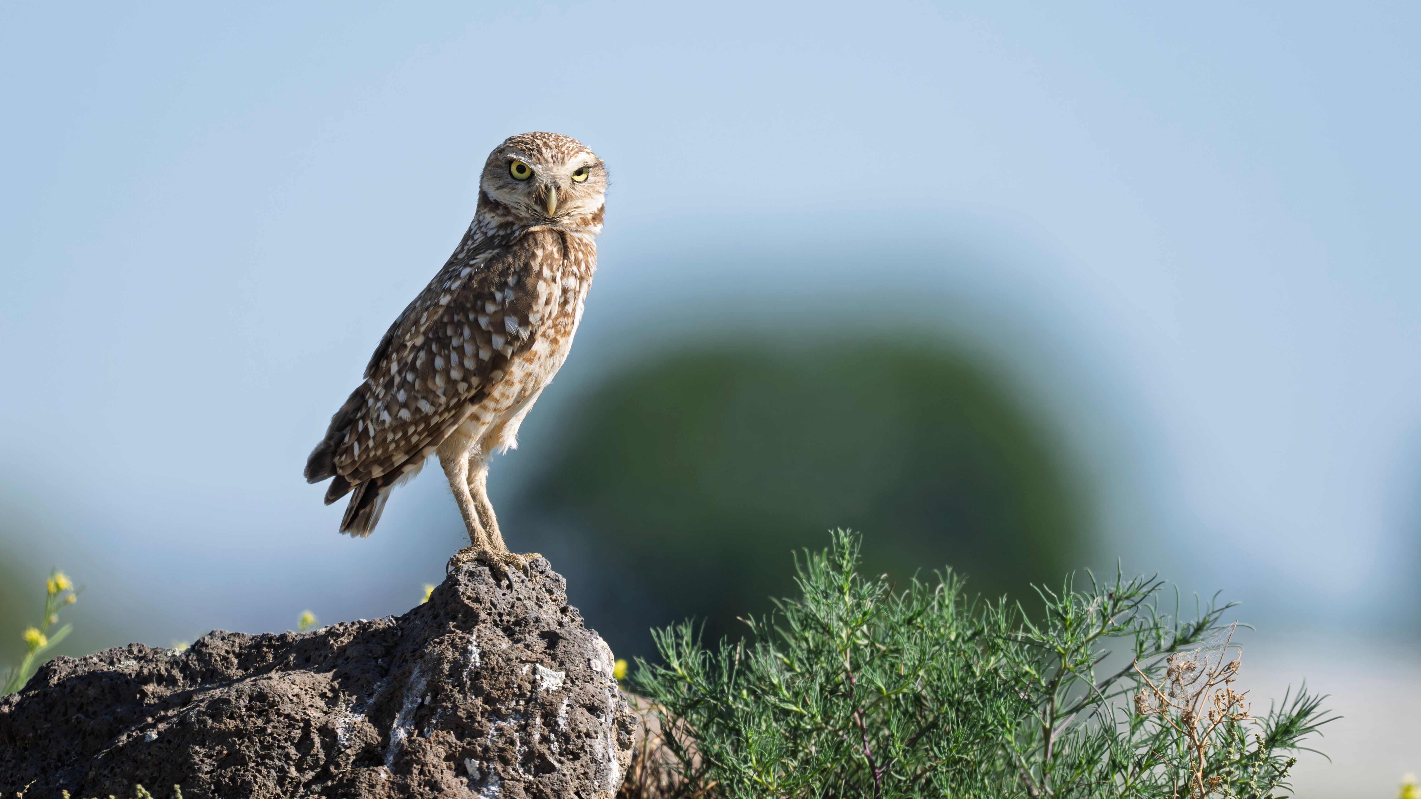 Talons Piika Photos, Download The BEST Free Talons Piika Stock Photos ...