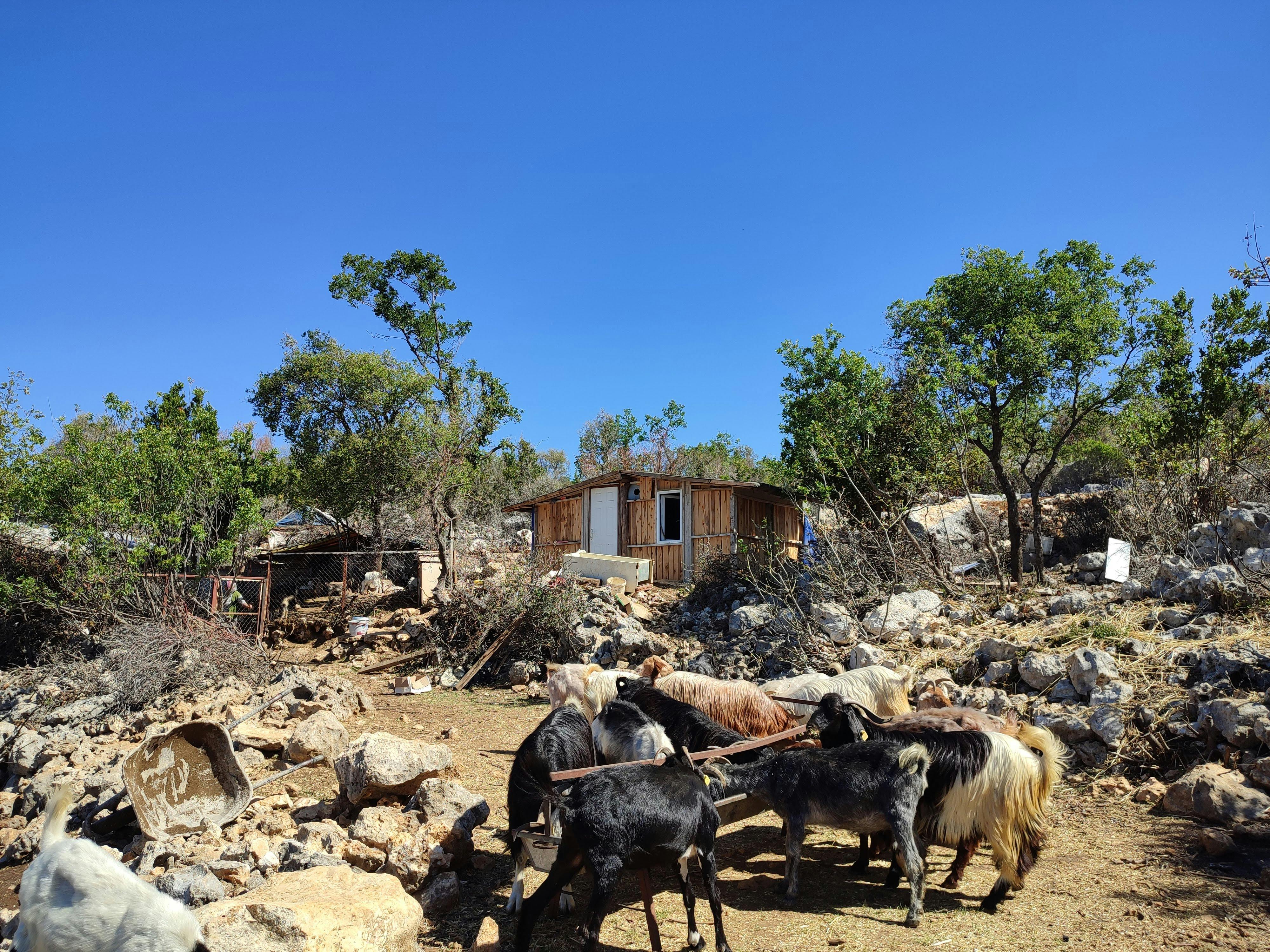 Rustic farm landscape with goats and rocky terrain · Free Stock Photo