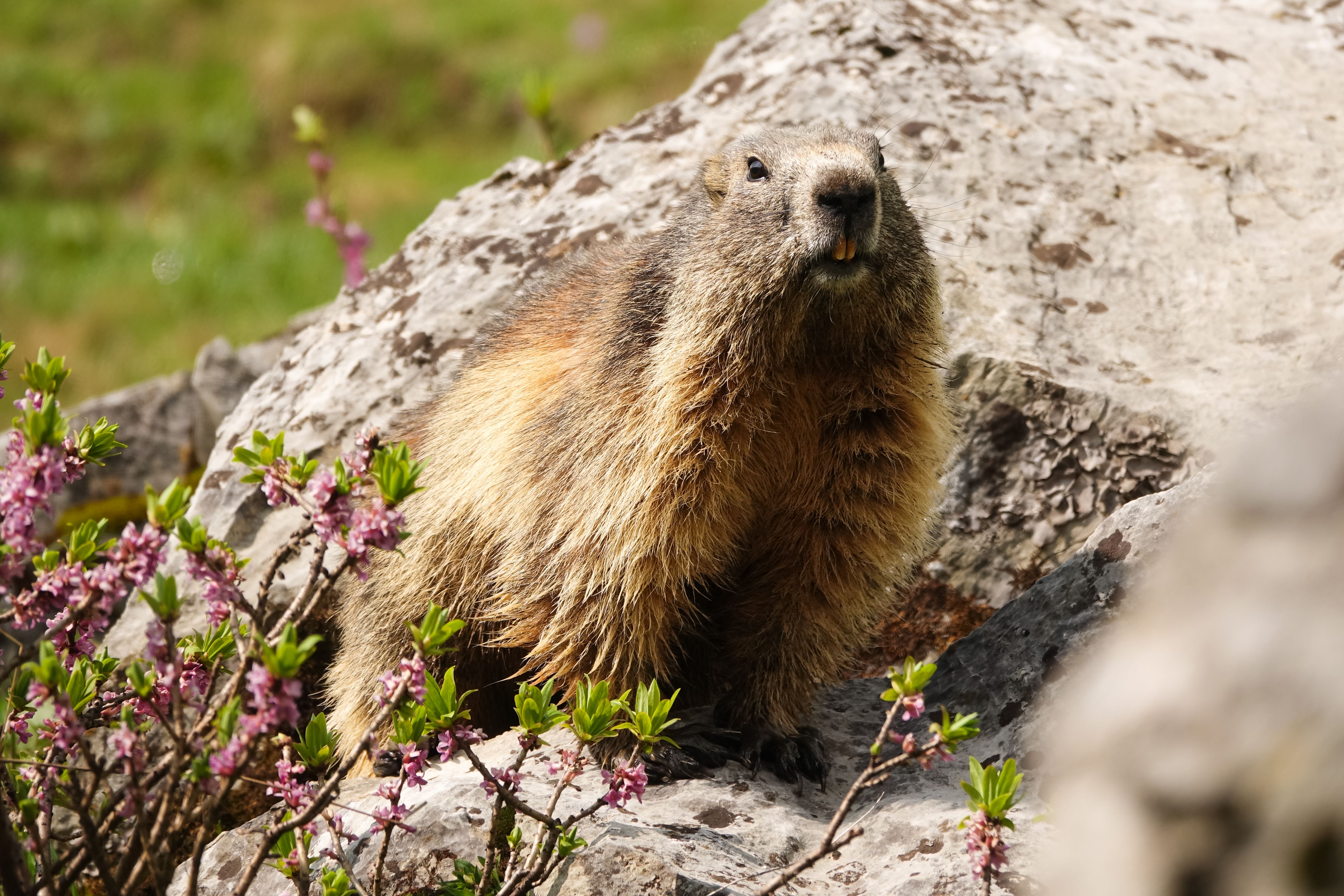 Marmot in Vanoise National Park, France · Free Stock Photo