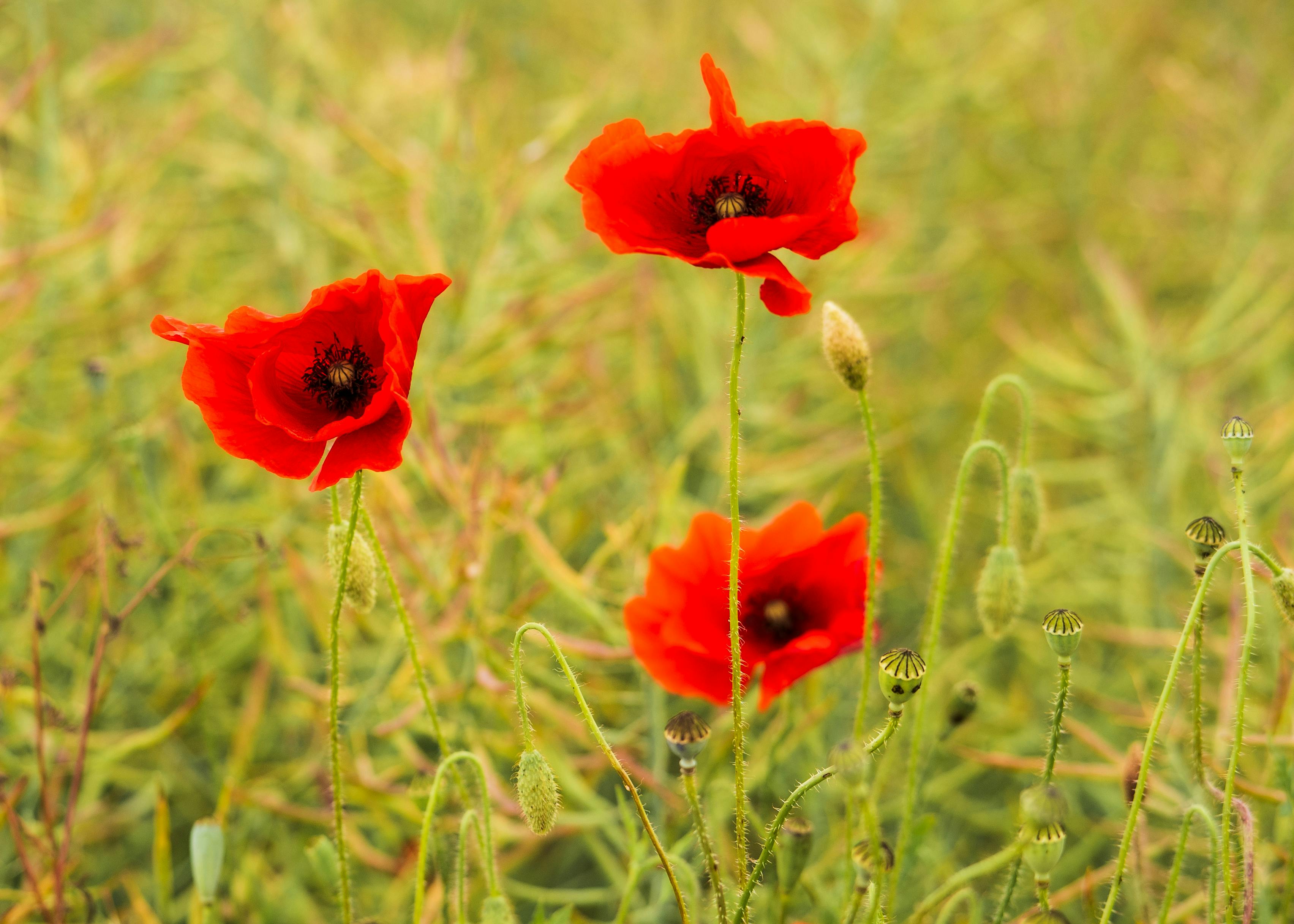 Poppy Images Photos, Download The BEST Free Poppy Images Stock Photos ...