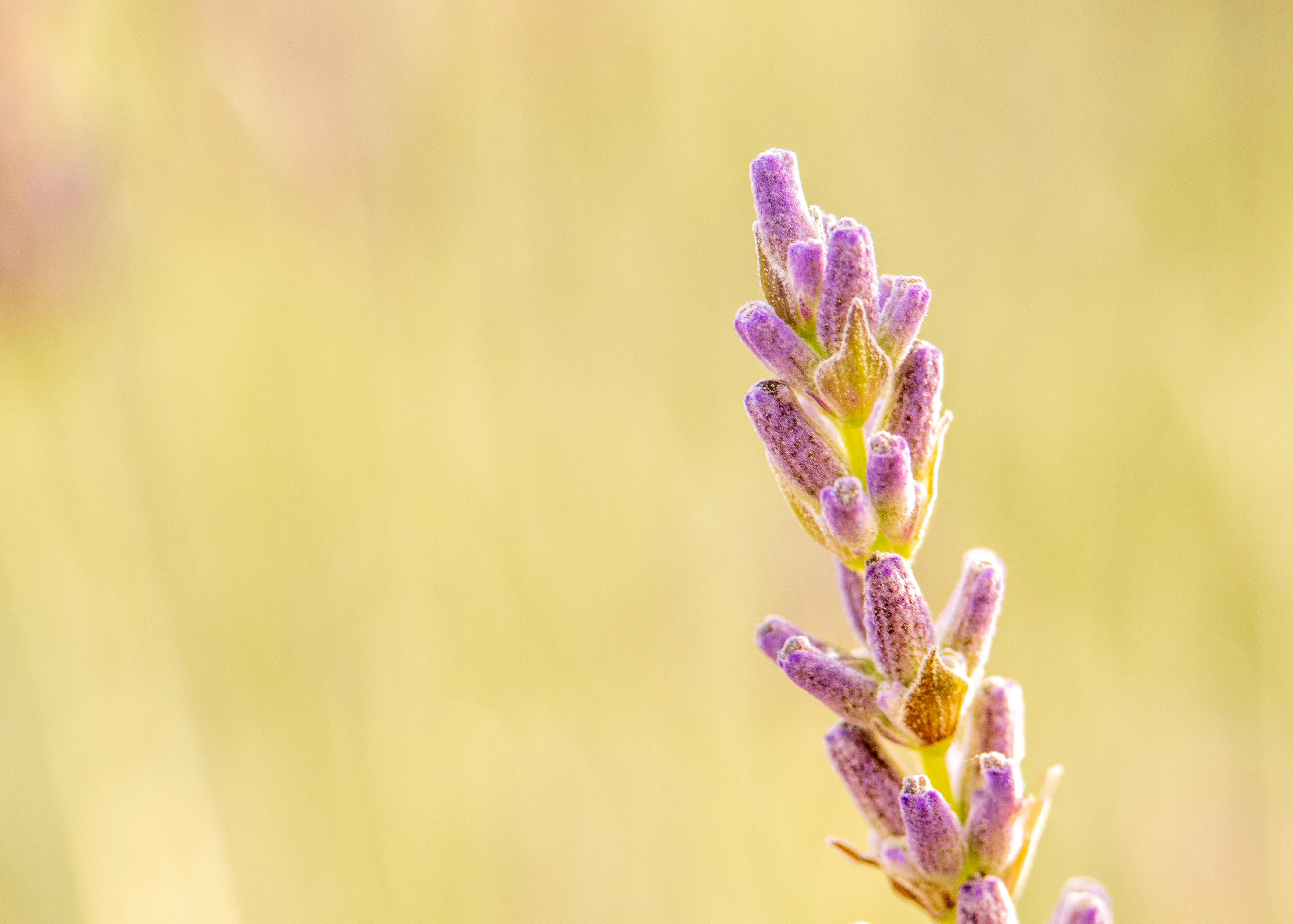 Shaadi Background Photos, Download The BEST Free Shaadi Background ...