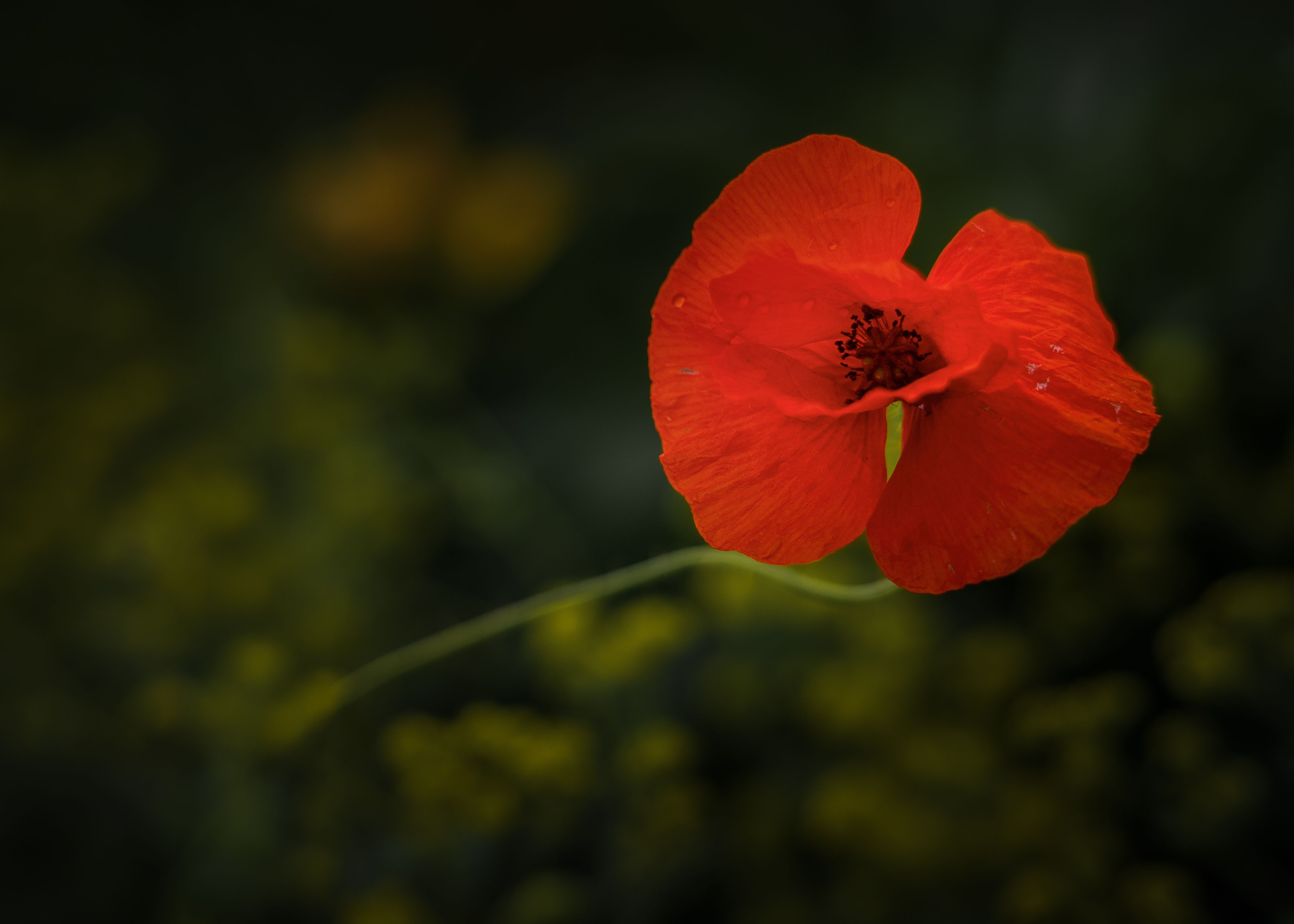 Poppy Flower Photos, Download The BEST Free Poppy Flower Stock Photos ...