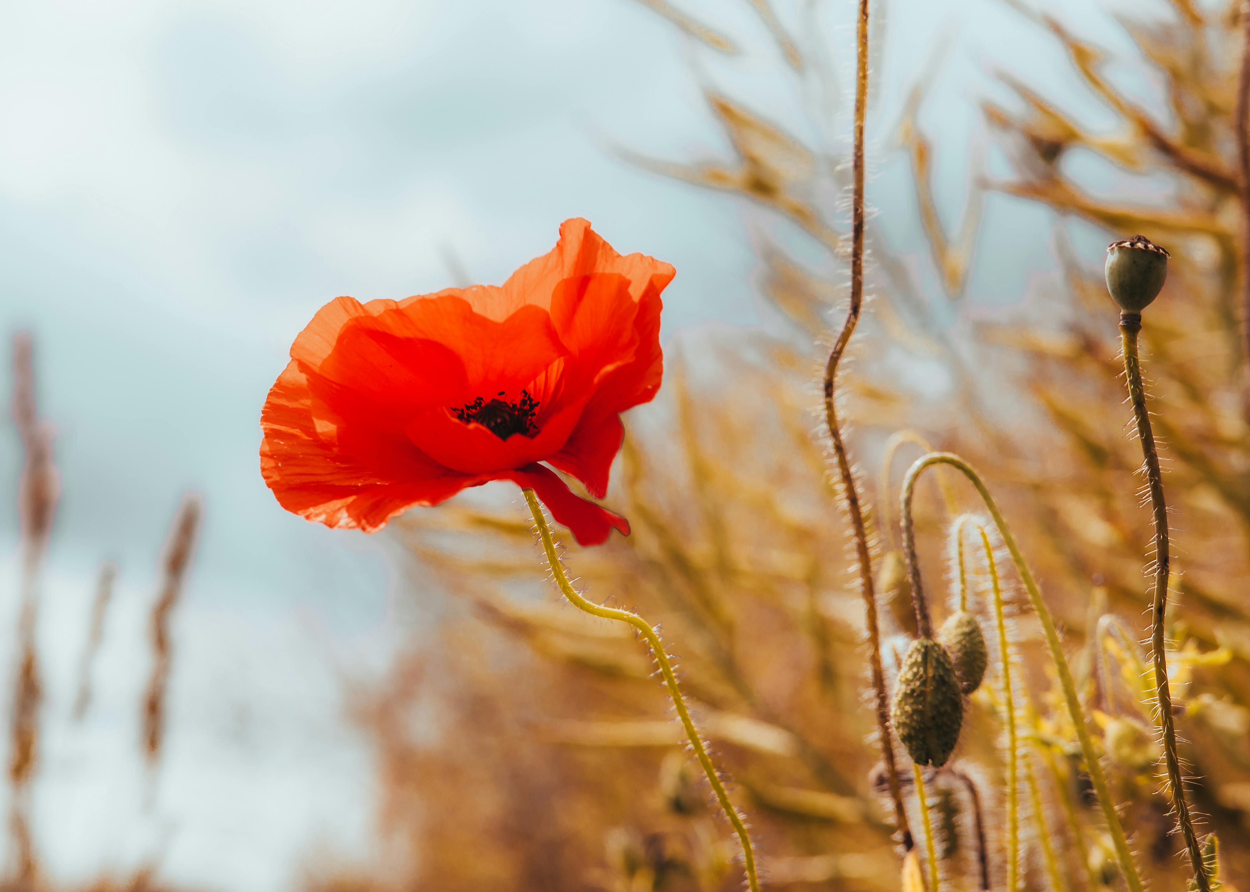 Vibrant Color Photos, Download The BEST Free Vibrant Color Stock Photos ...