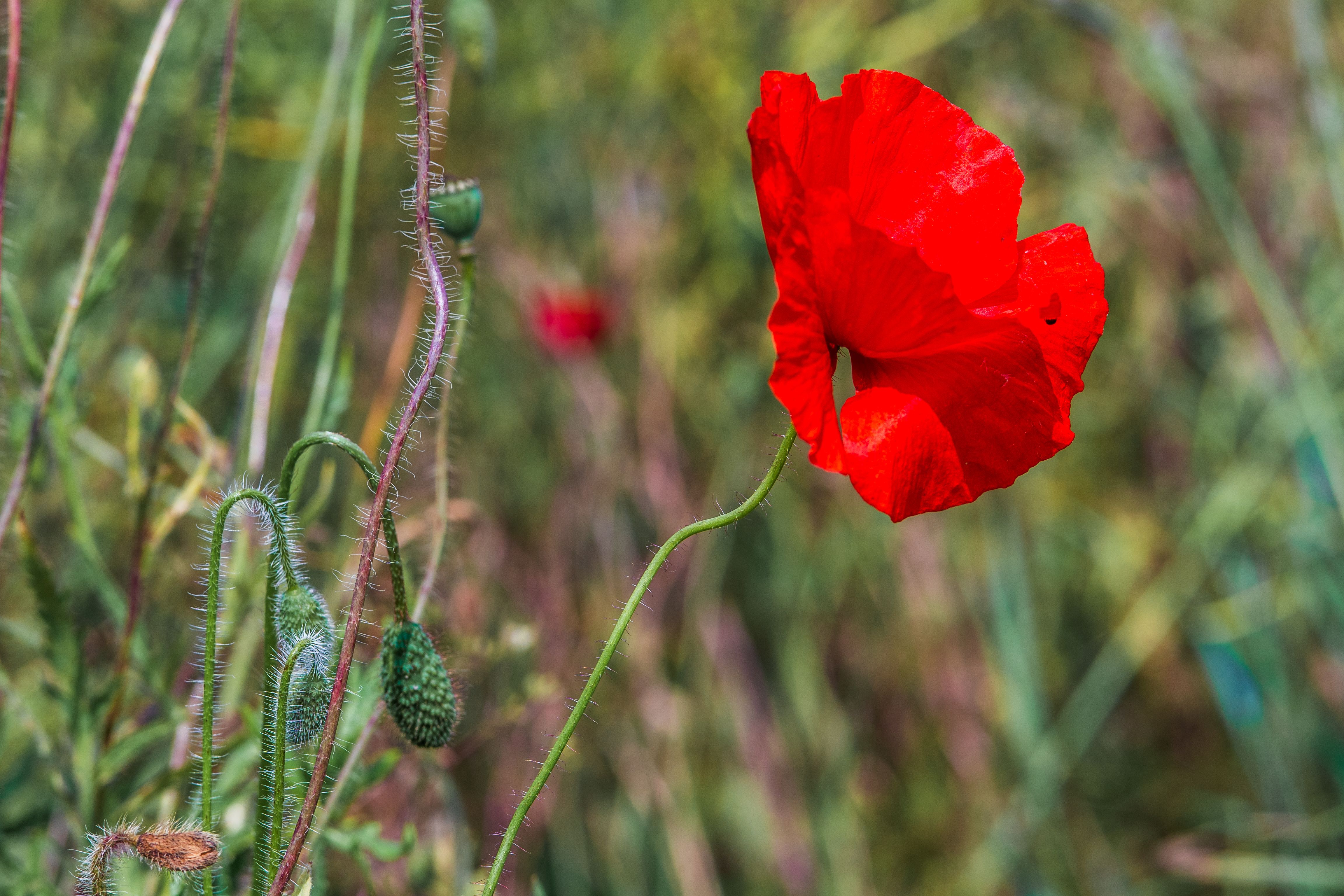 Vibrant Red Poppy Flower in Natural Setting · Free Stock Photo