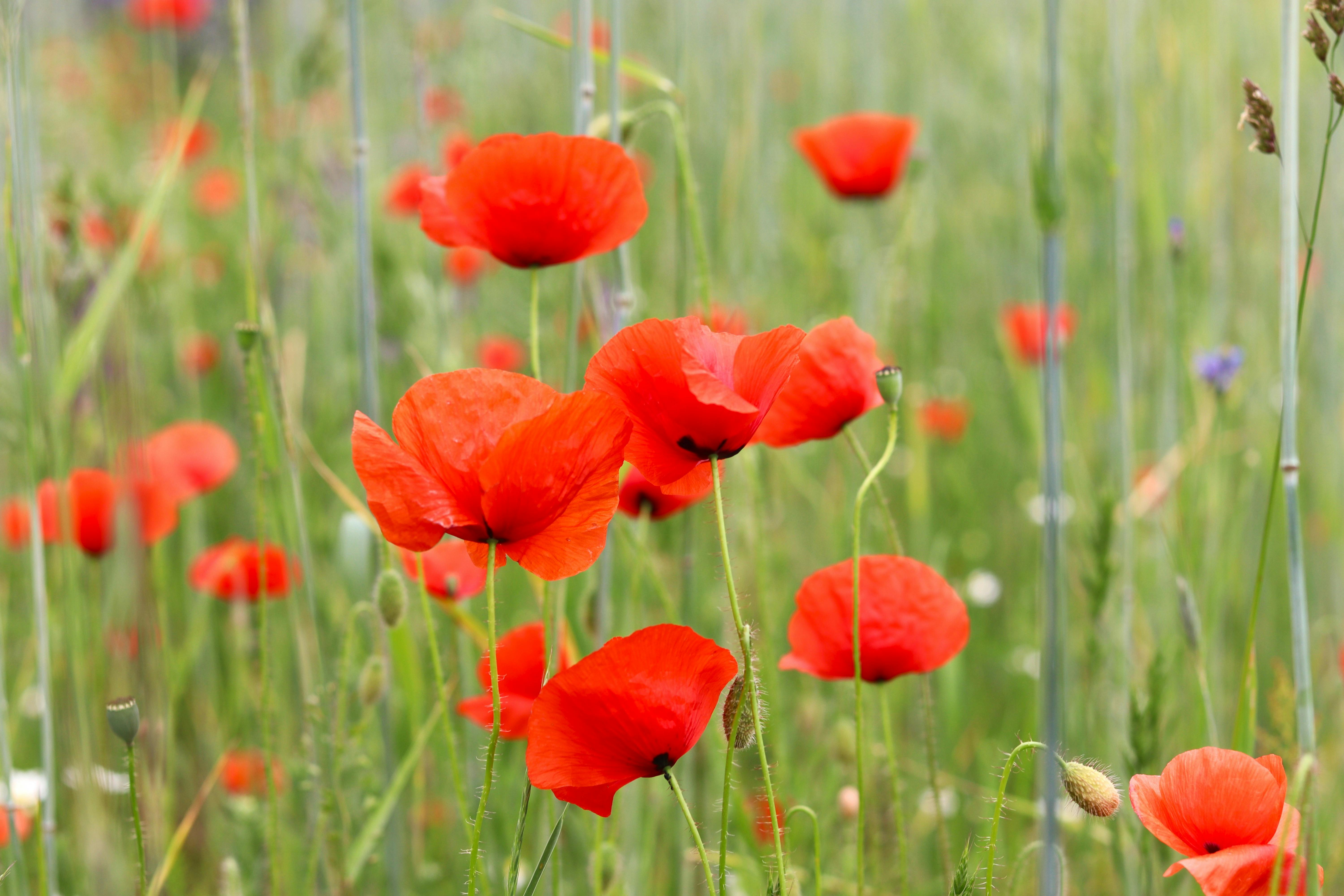 Vibrant Red Poppies in Summer Field Landscape · Free Stock Photo