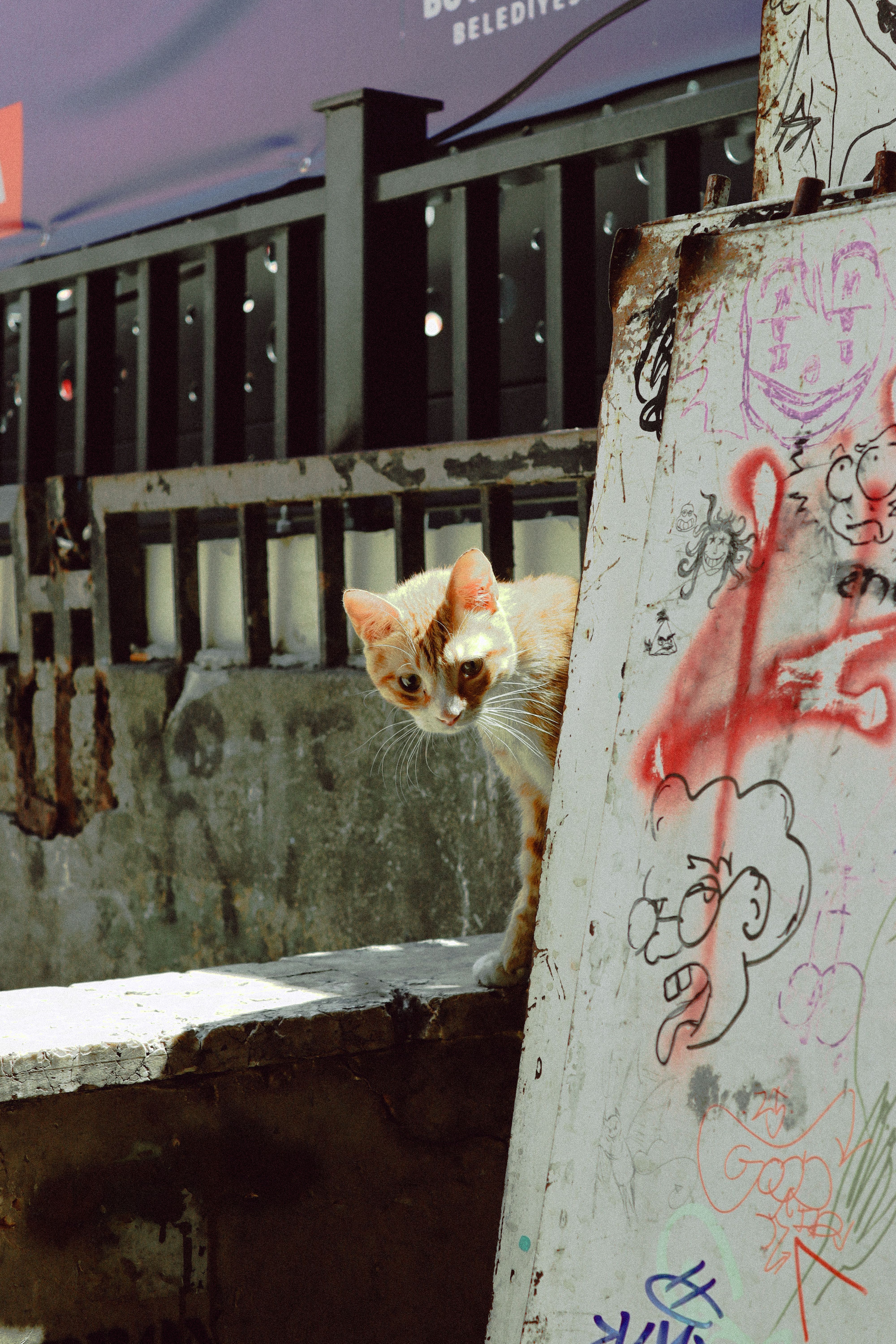 Free Curious ginger cat peeking around graffiti-covered wall on an ...