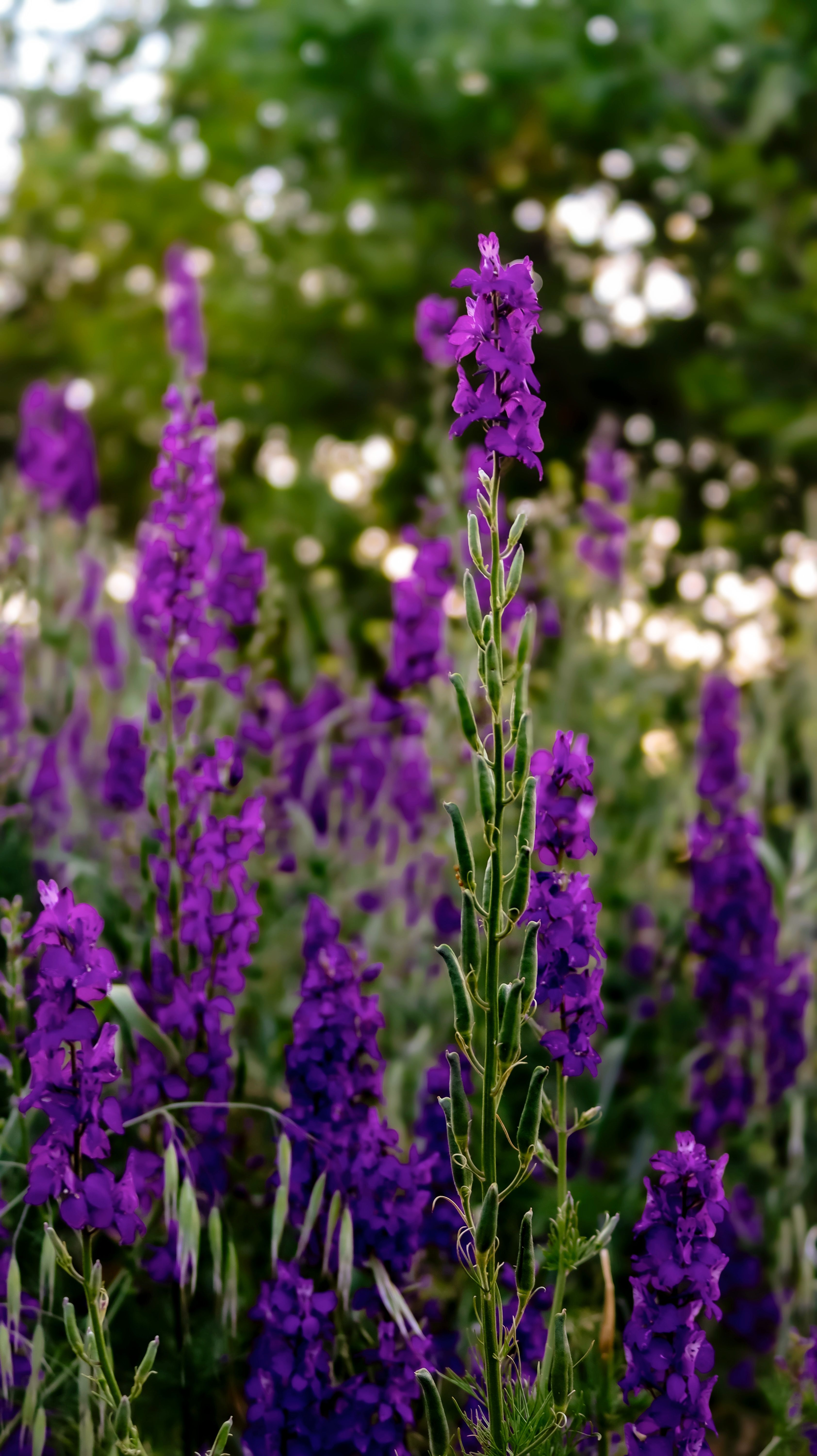 Vibrant Purple Flowers in Lush Green Garden Setting · Free Stock Photo