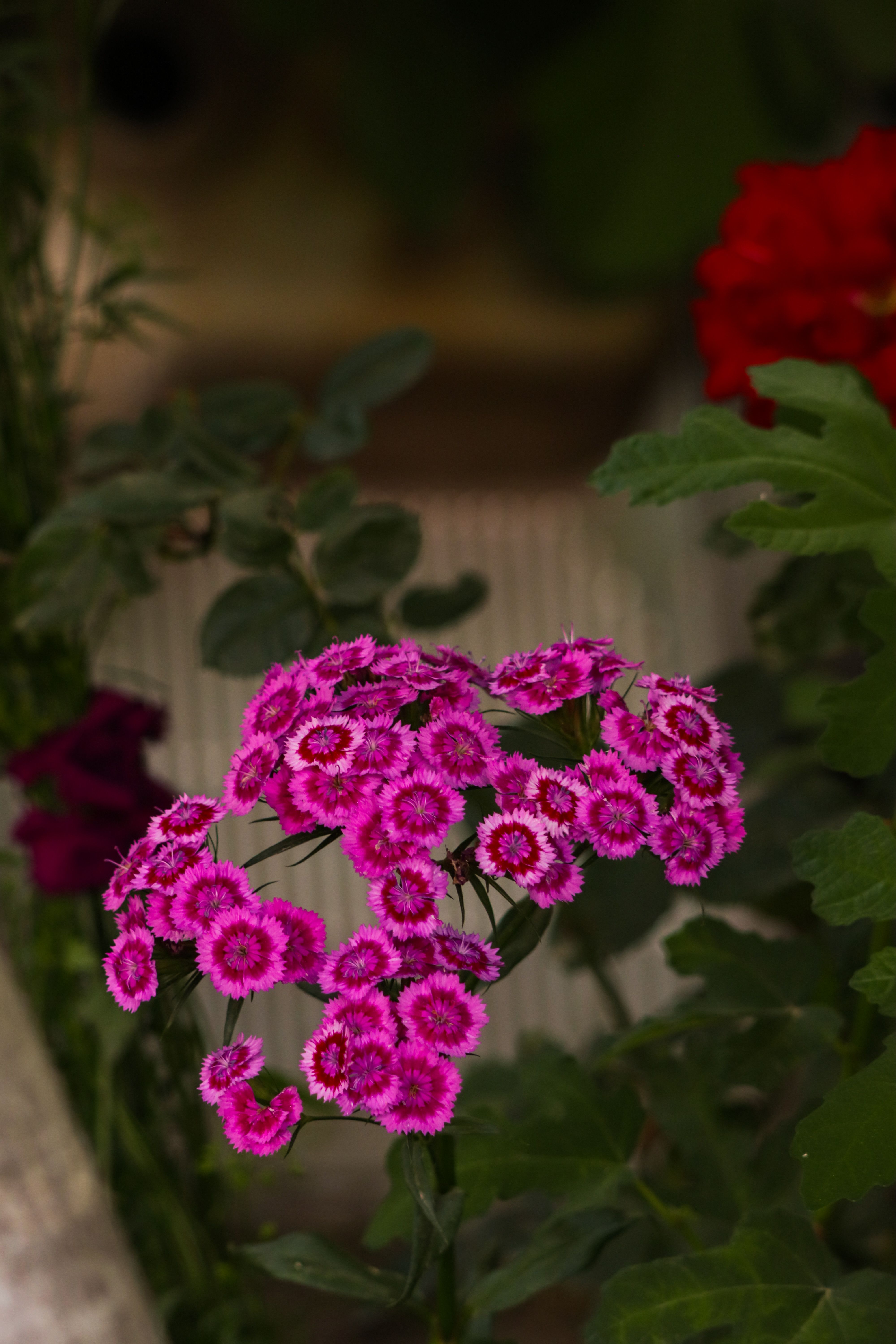 Beautiful Flowers Photos, Download The BEST Free Beautiful Flowers ...