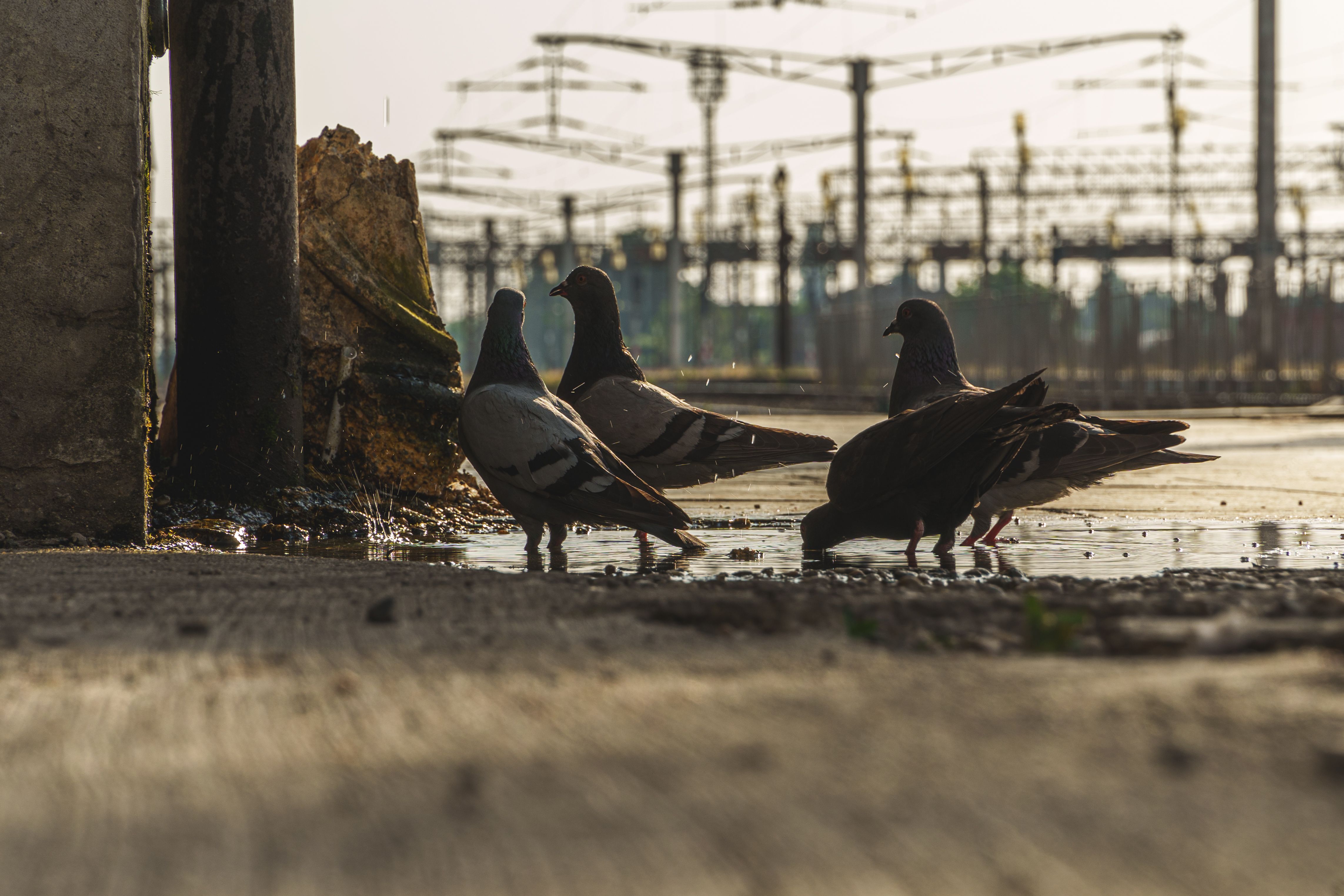 Pigeons Gathering at Urban Water Source · Free Stock Photo