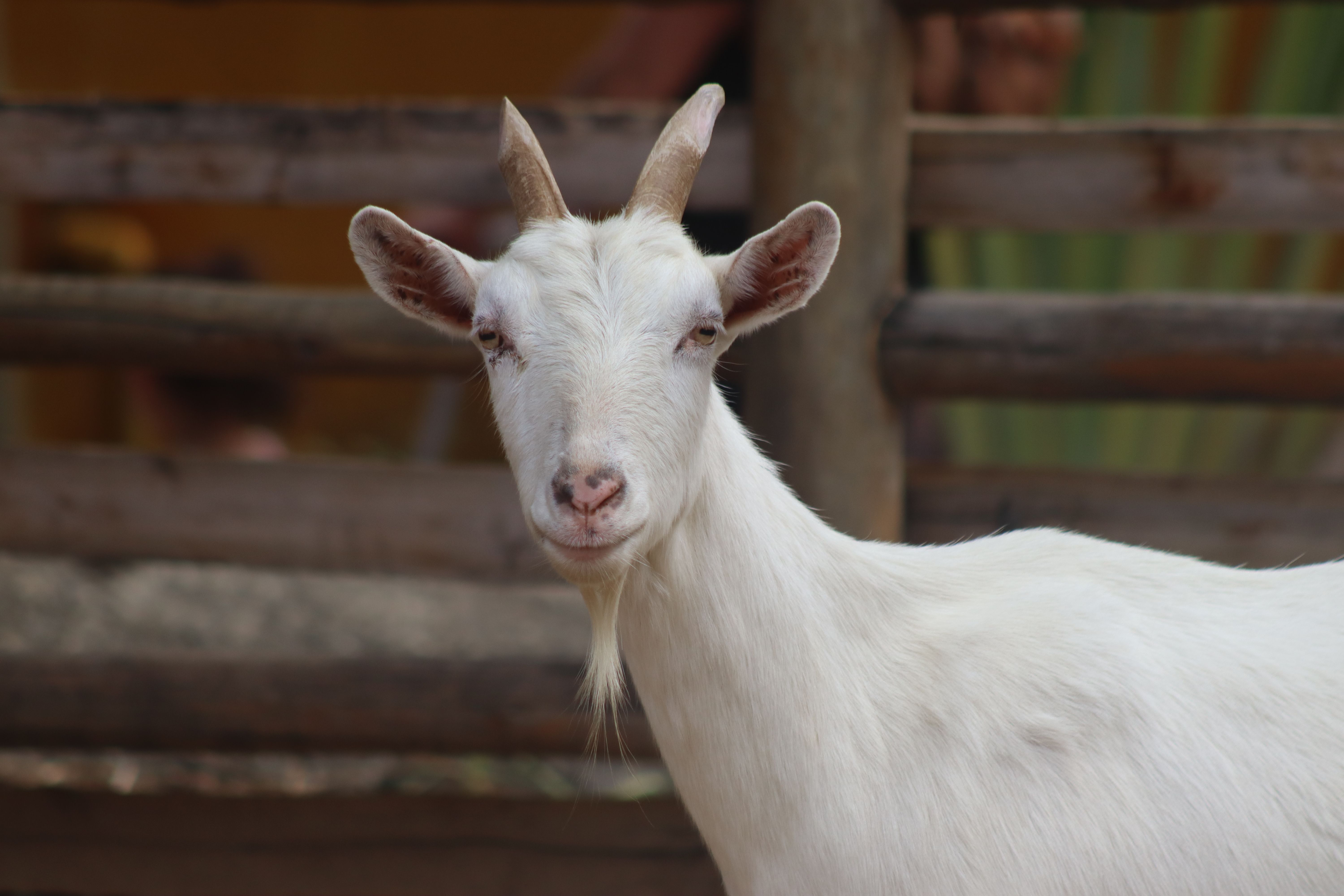 White Domestic Goat in Farm Setting · Free Stock Photo