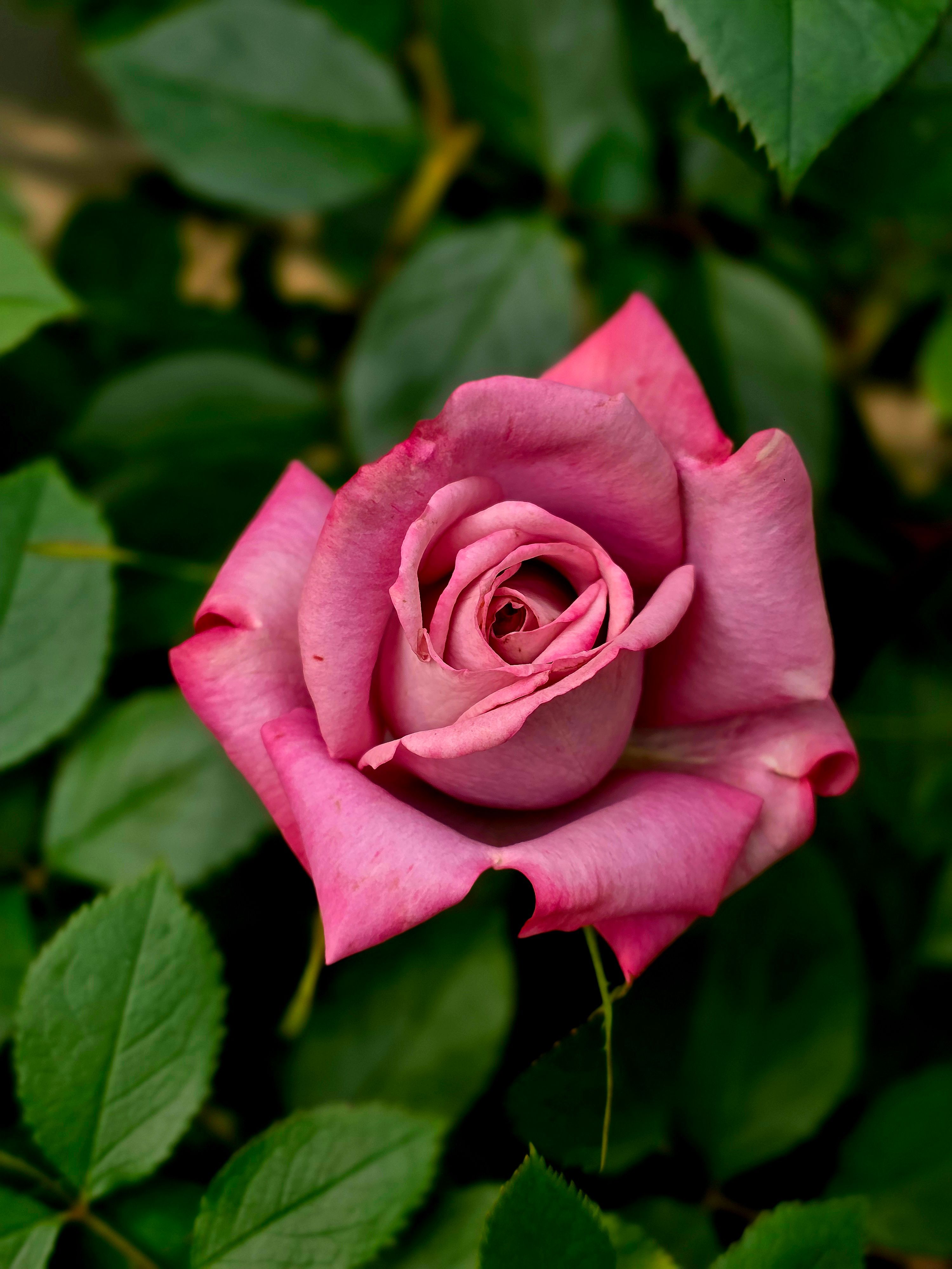 Close-Up of a Pink Rose in Bloom · Free Stock Photo