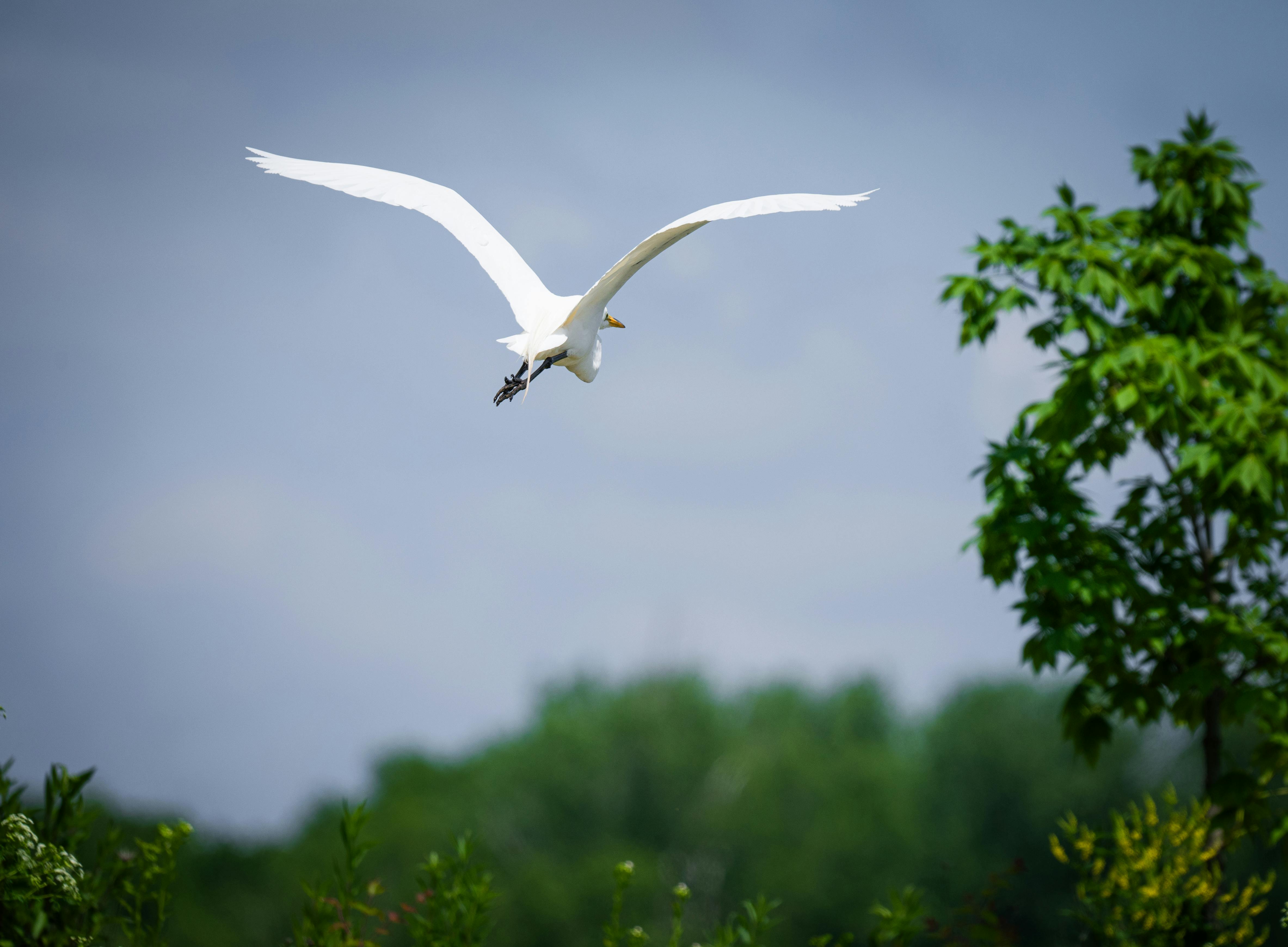 Graceful Egret Soaring Over Lush Greenery · Free Stock Photo