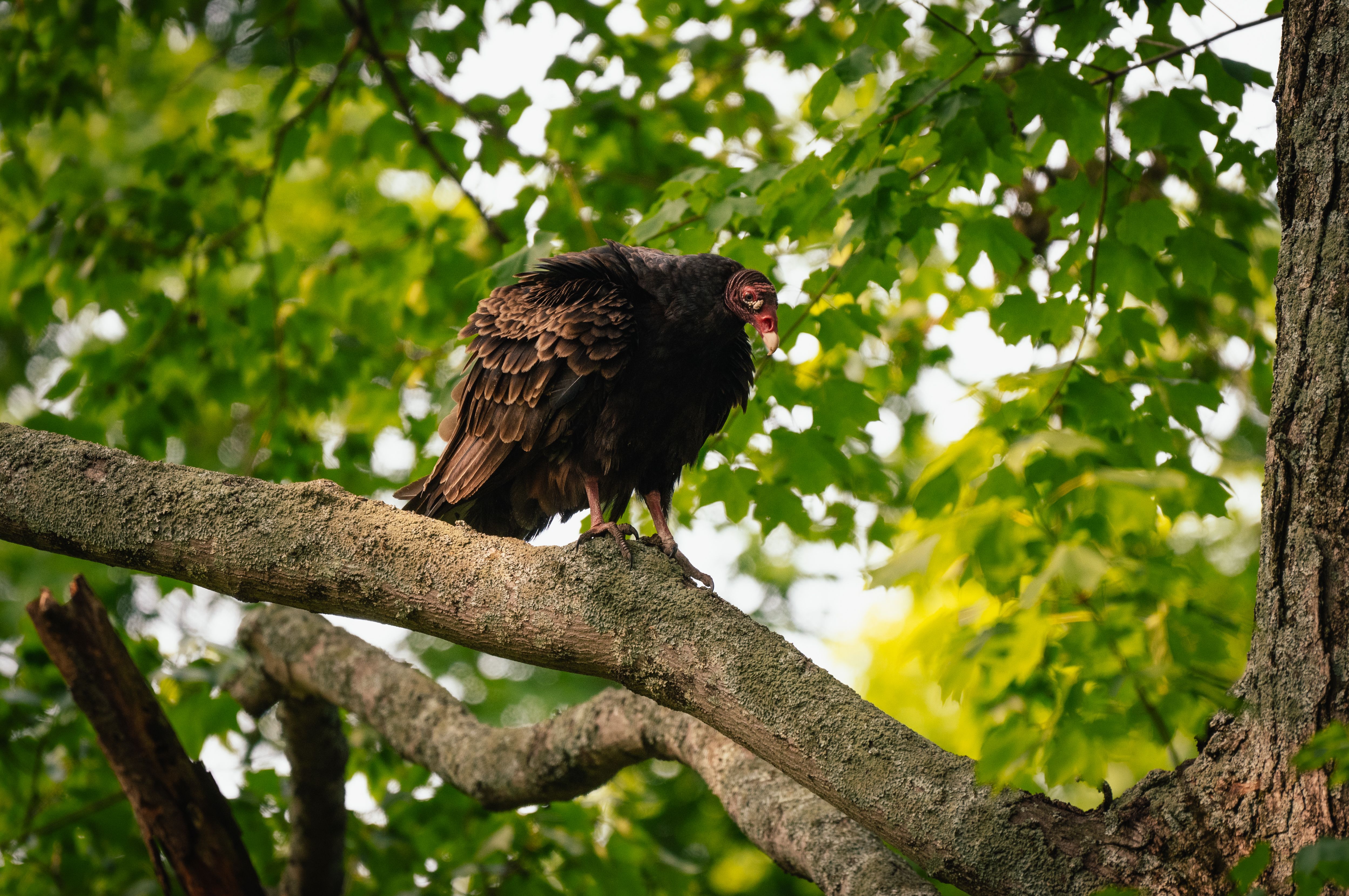 Turkey Vulture Perched on Tree Branch in Forest · Free Stock Photo