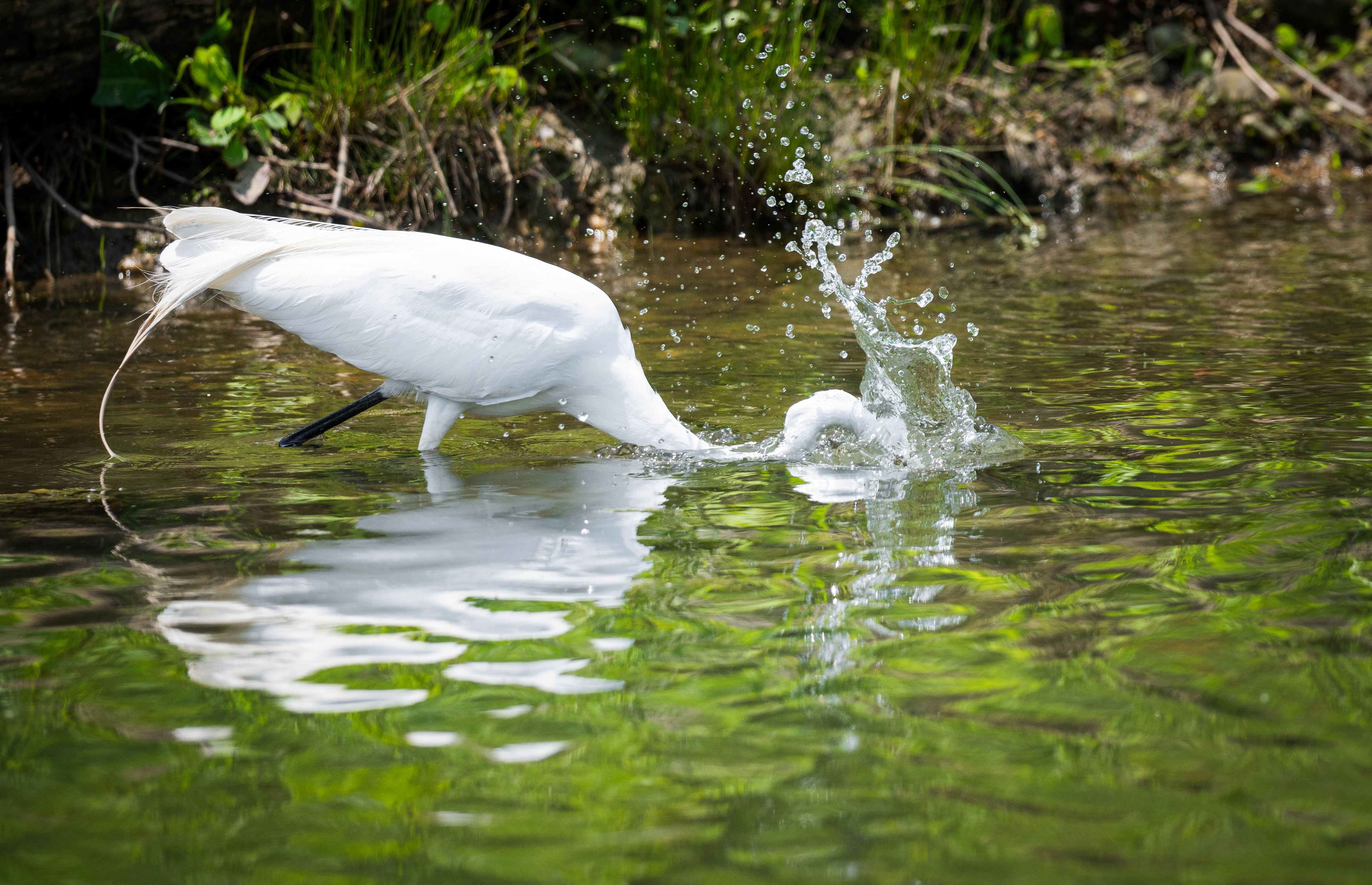 Freshwater Wetland Photos, Download The BEST Free Freshwater Wetland ...