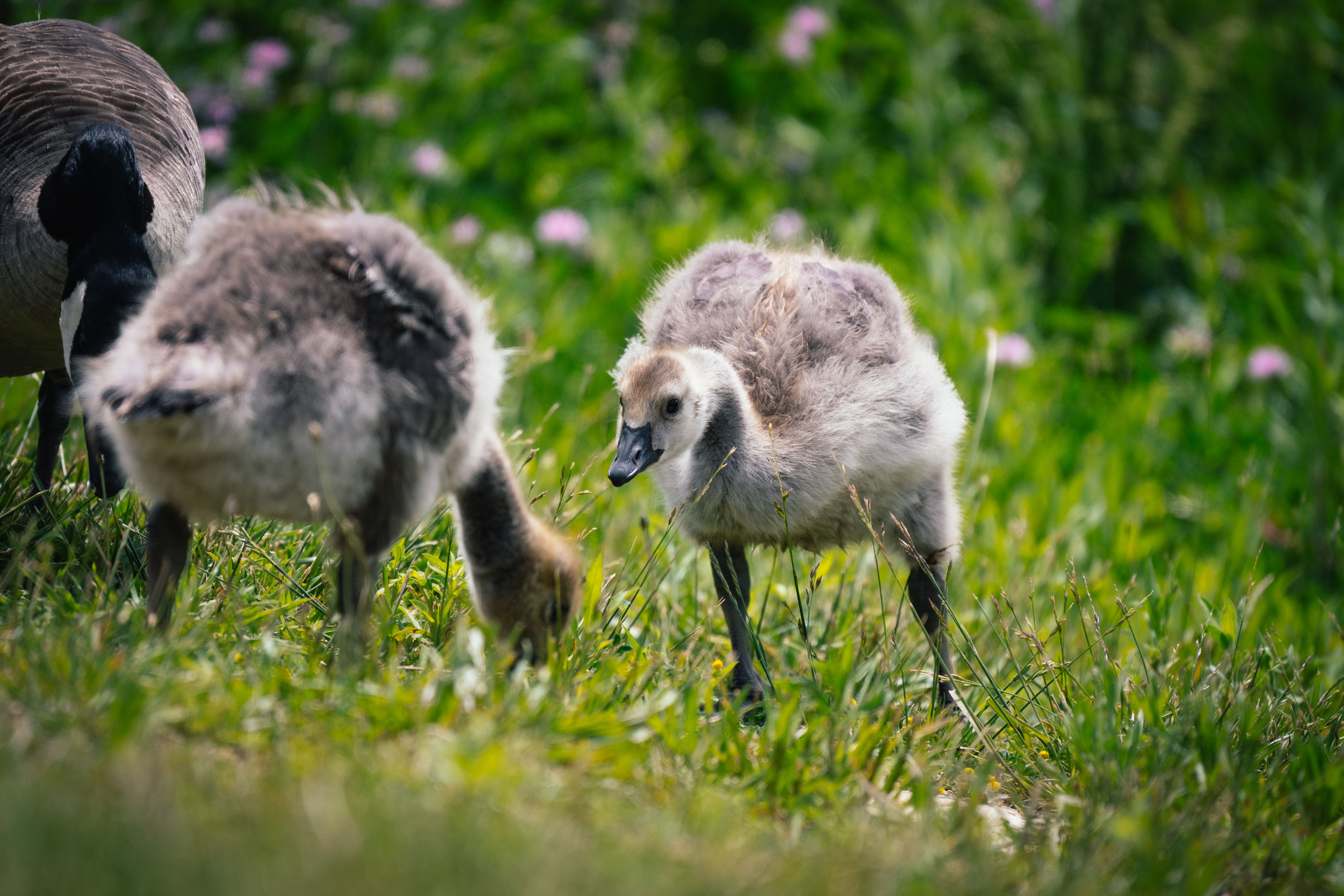 Young Goslings Grazing in Spring Meadow · Free Stock Photo