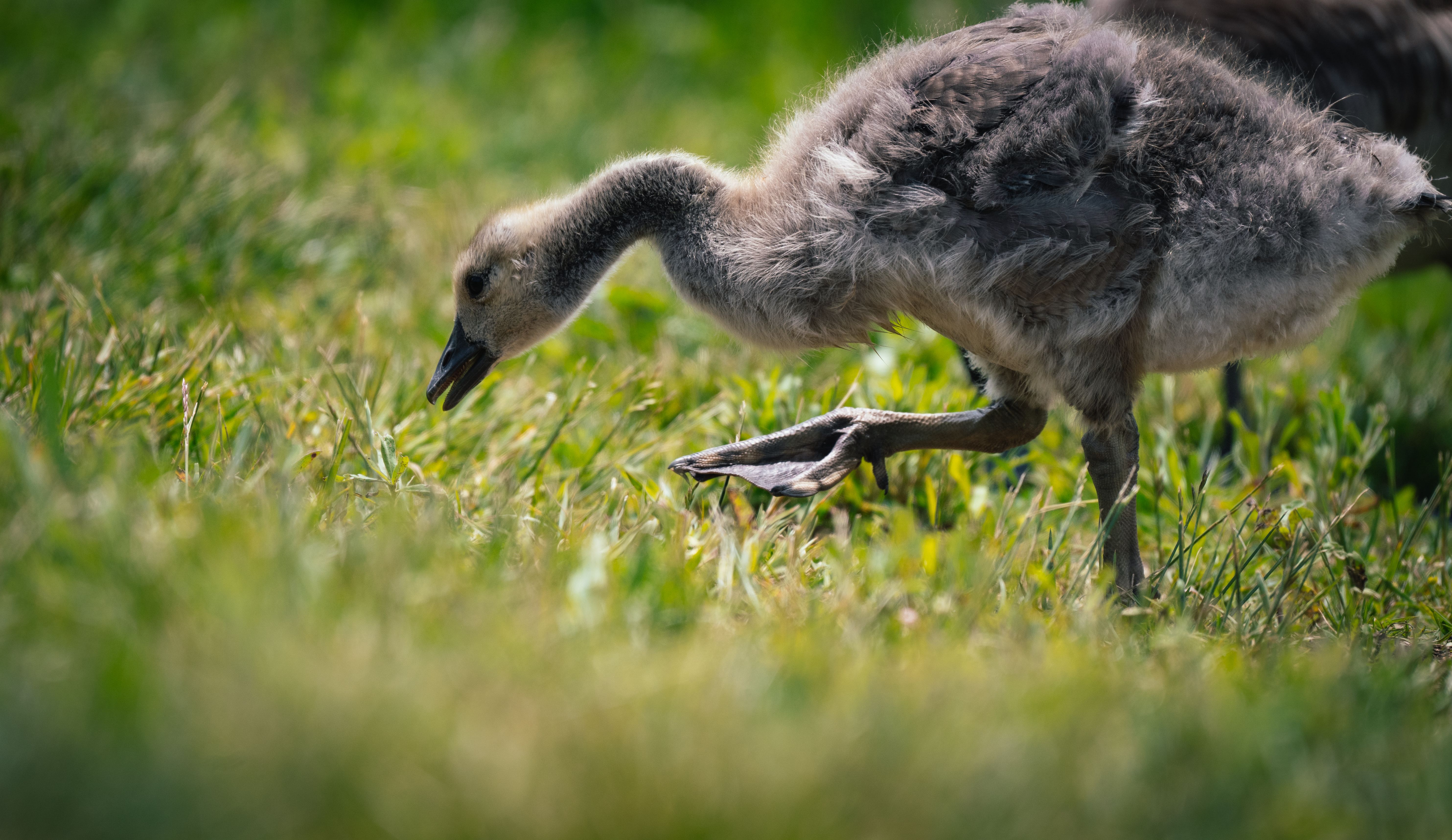 Young Gosling Walking Through Grassy Field · Free Stock Photo
