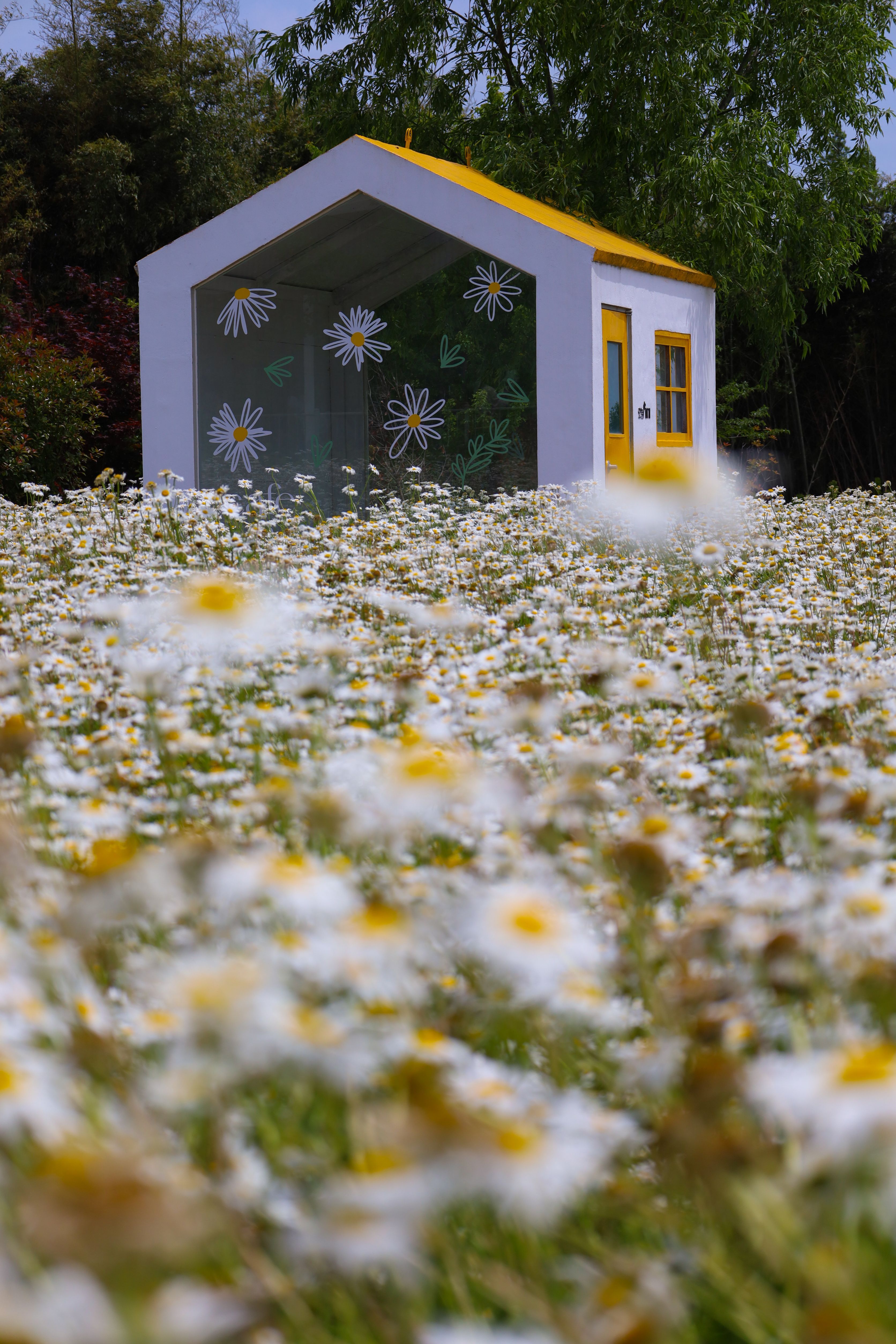 Charming Cottage Surrounded by Daisy Field · Free Stock Photo