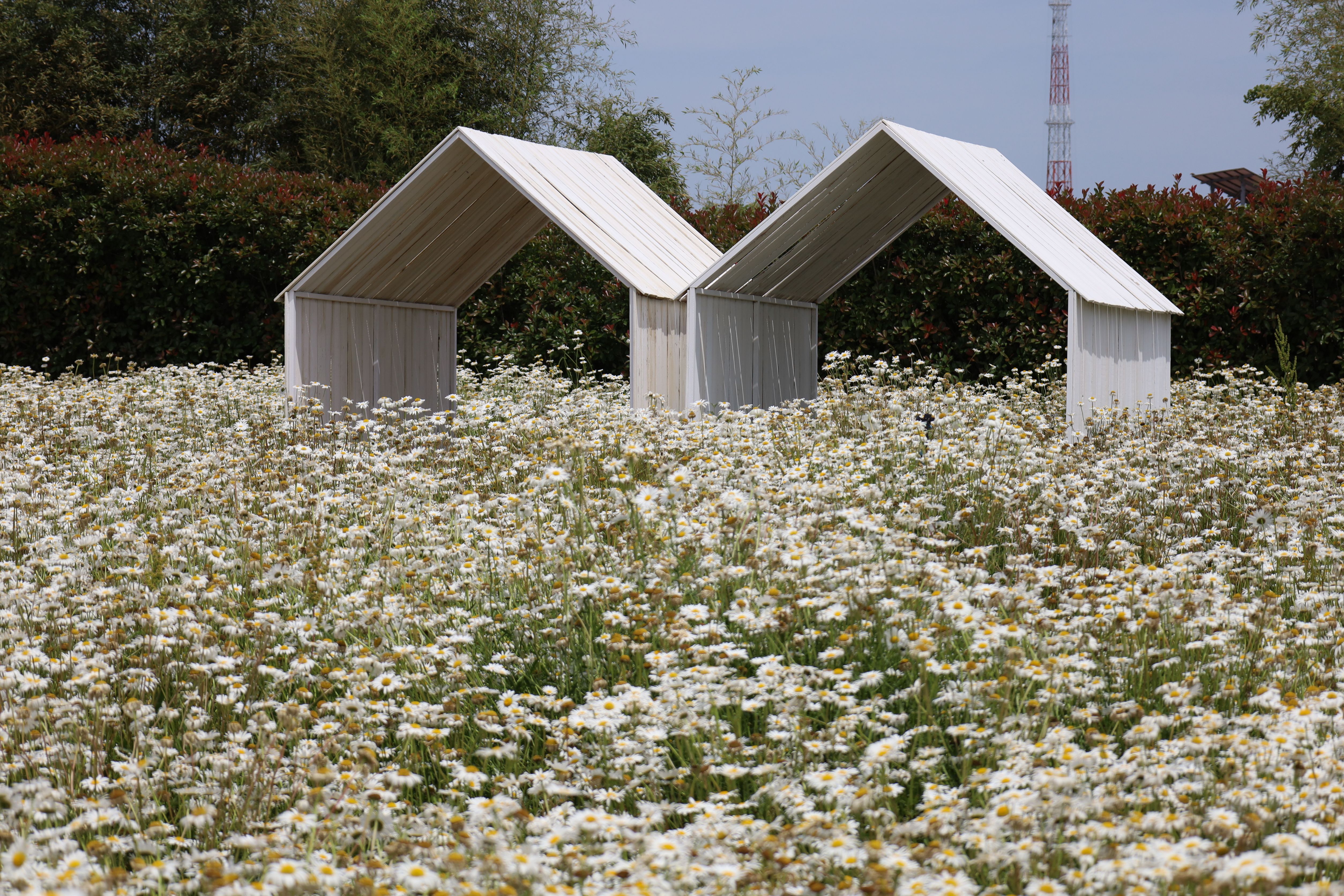 Peaceful Meadow with White Wooden Structures · Free Stock Photo