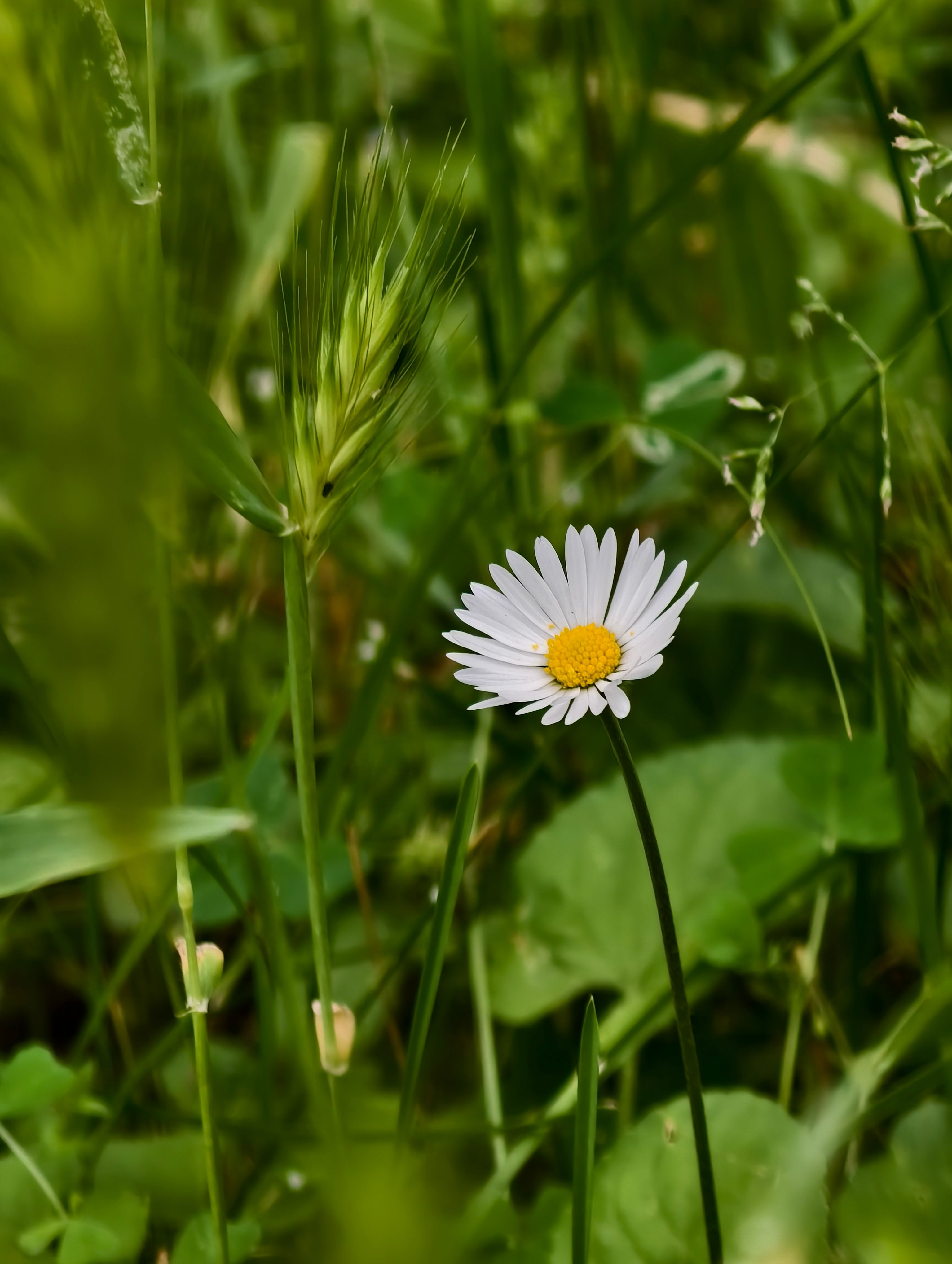 Close-up of a Daisy Flower in a Green Field · Free Stock Photo