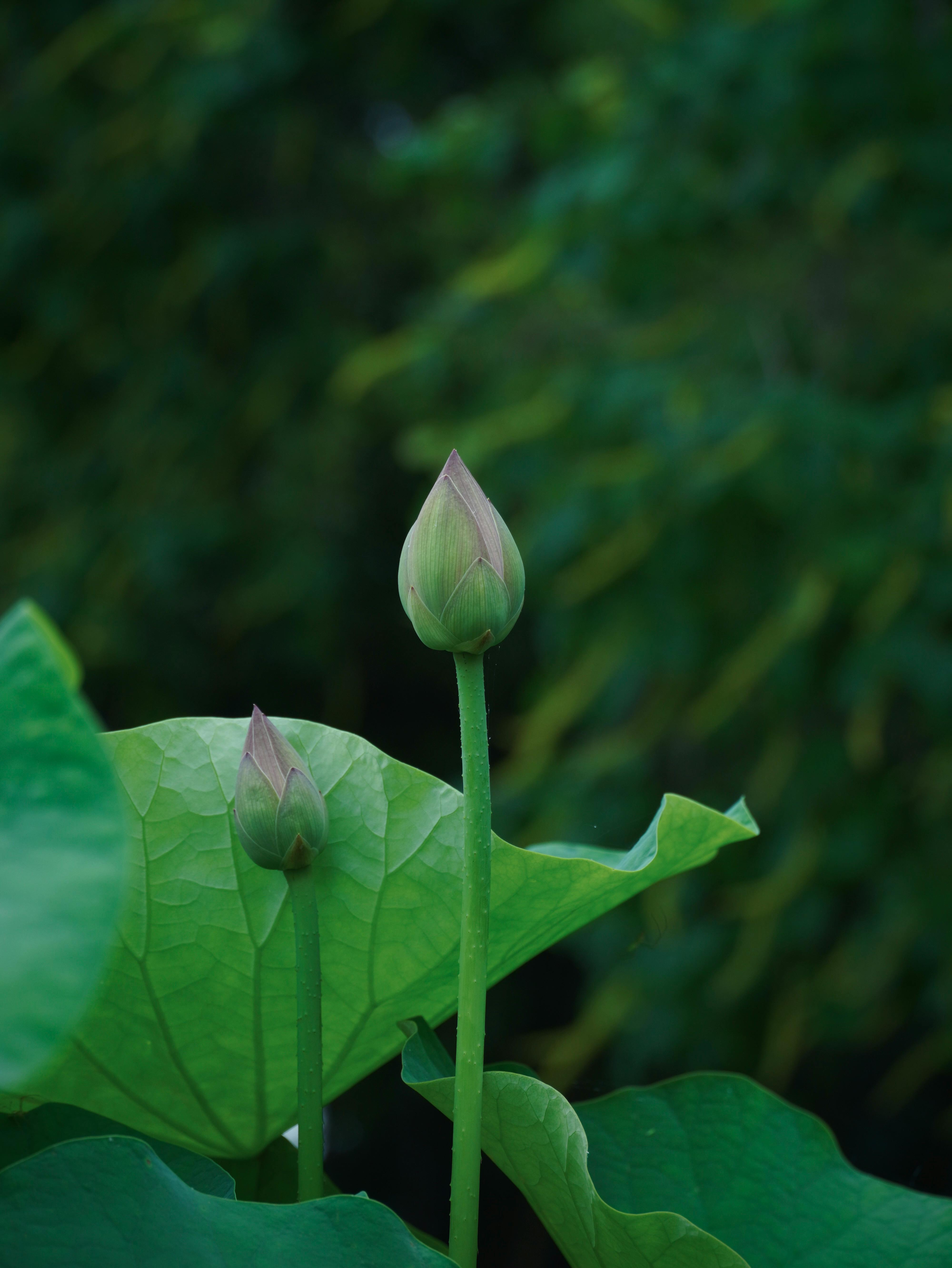 Unopened Flowers Photos, Download The BEST Free Unopened Flowers Stock ...