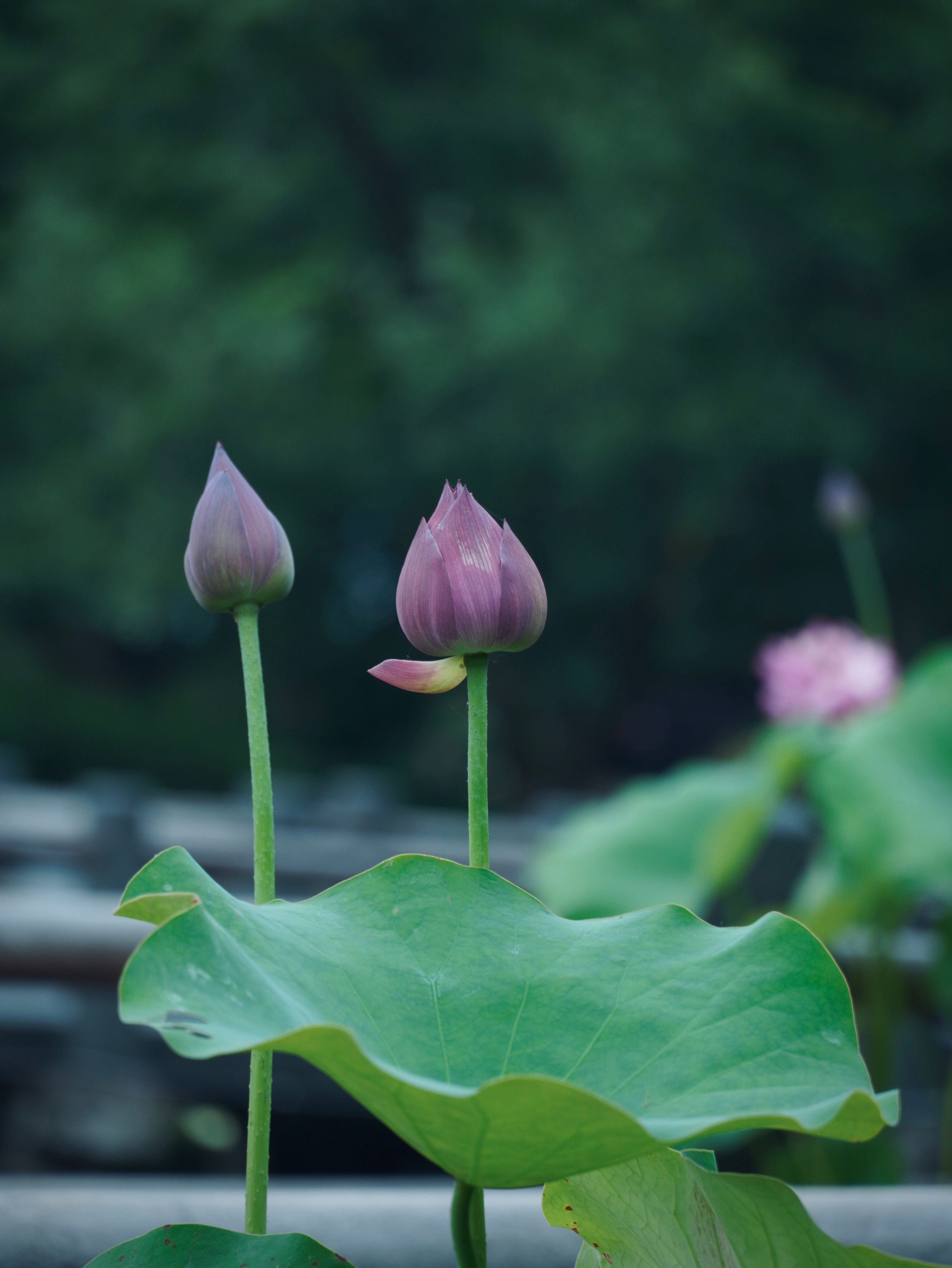 Blå Lotus Photos, Download The BEST Free Blå Lotus Stock Photos & HD Images