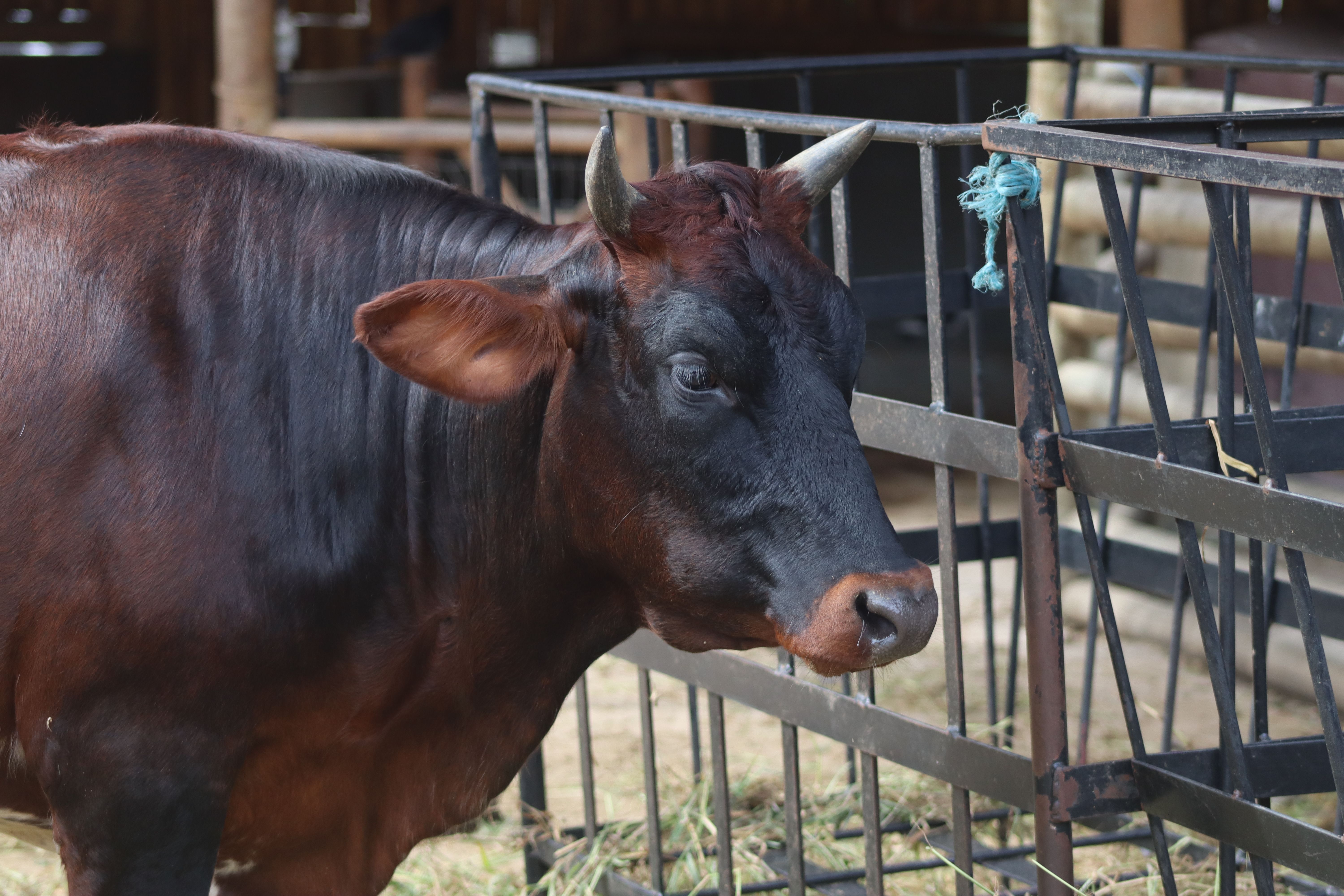 Beef Cattle Photos, Download The BEST Free Beef Cattle Stock Photos ...