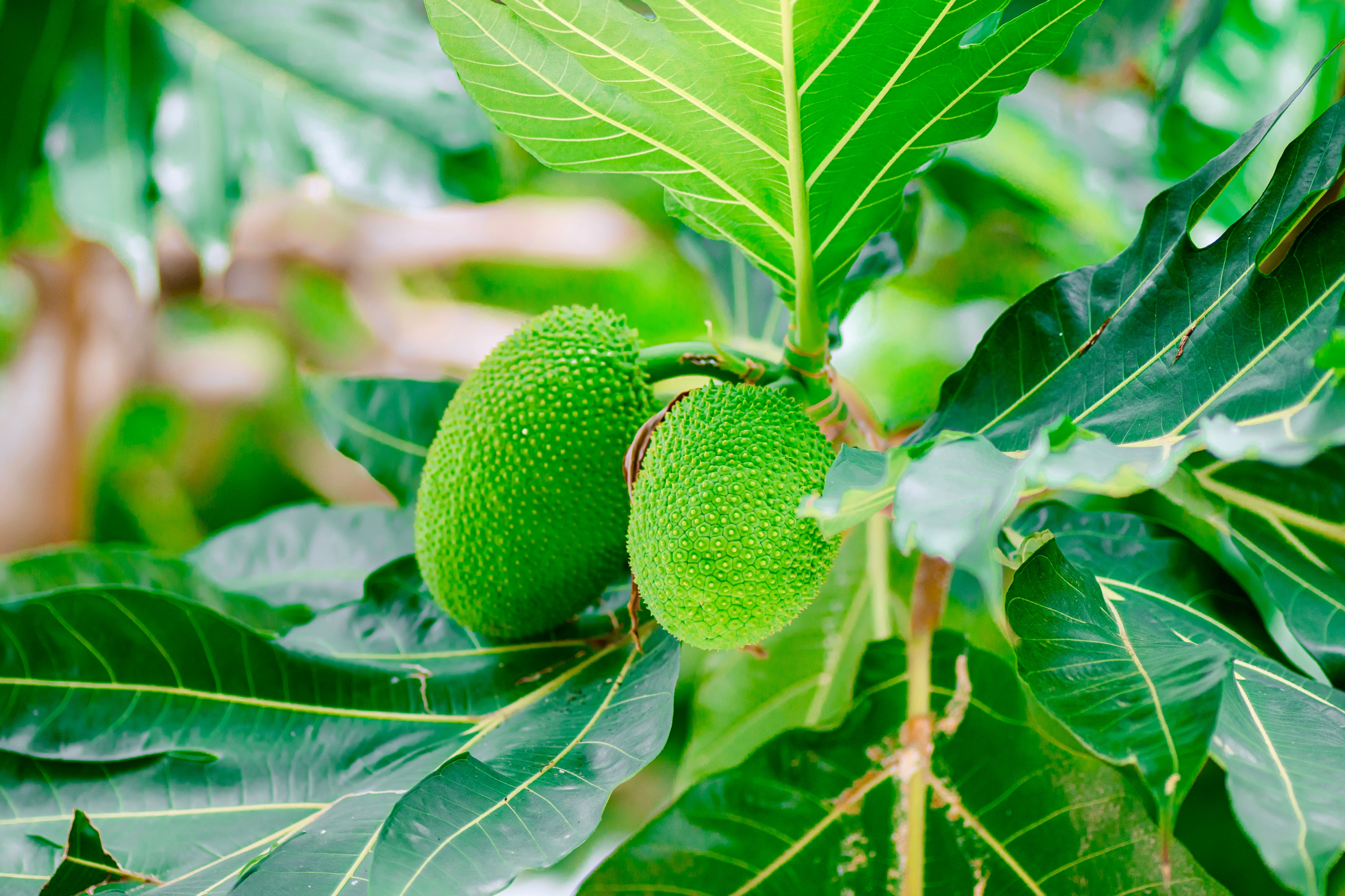 Vibrant Green Breadfruit on Tree Branch · Free Stock Photo