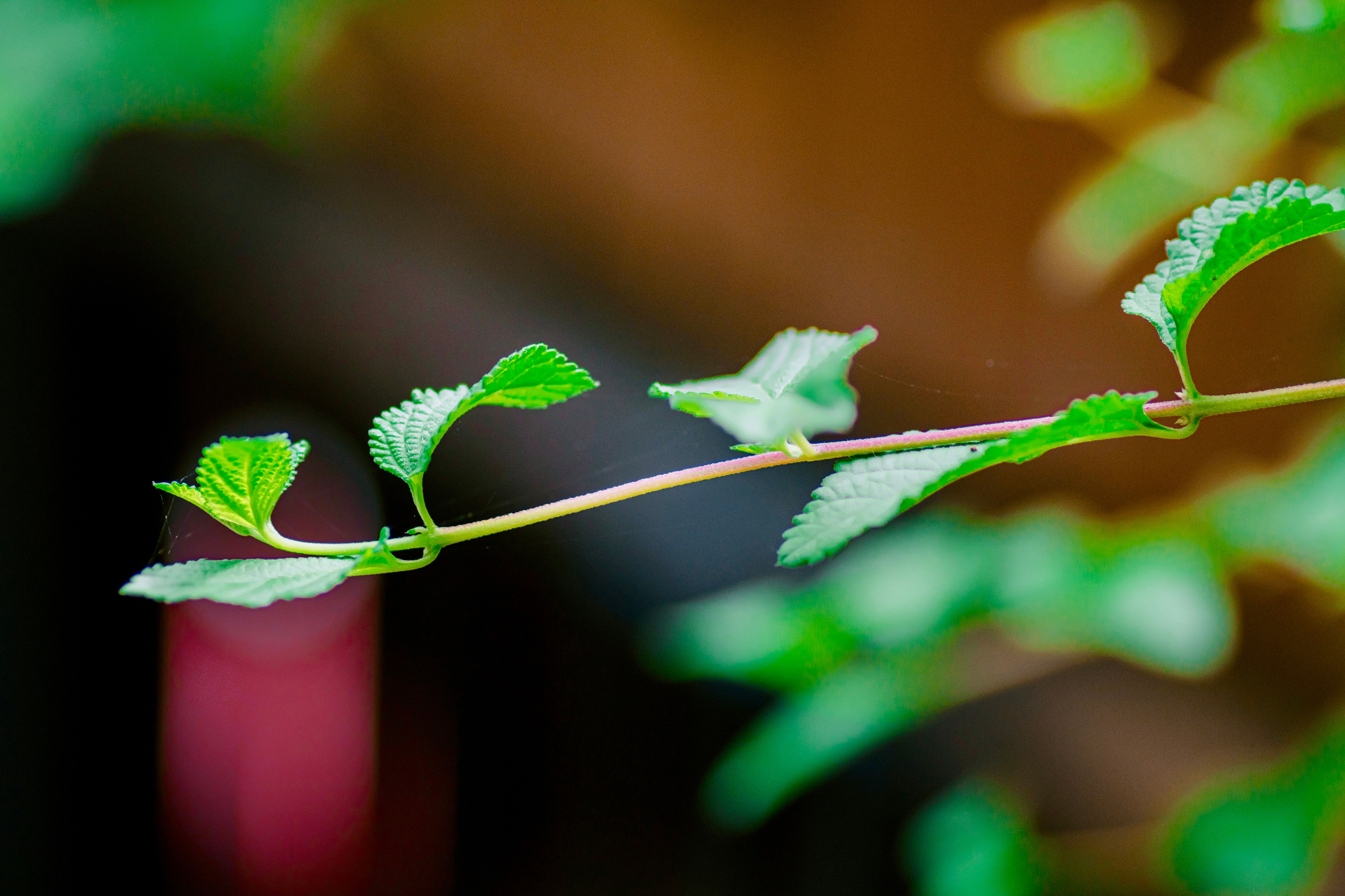 Close-up of Vibrant Green Leaves on a Vine · Free Stock Photo
