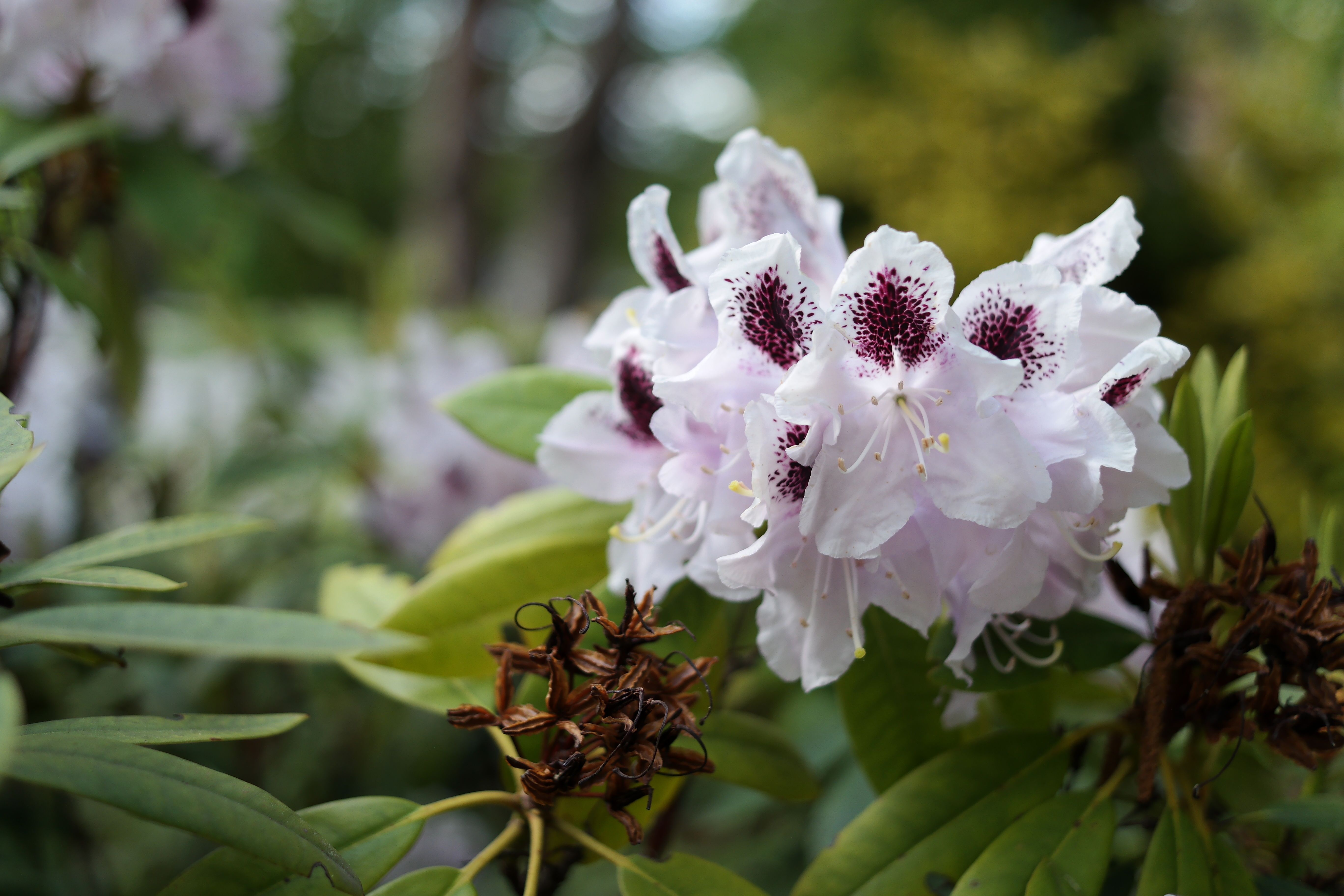 Close-up of Rhododendron Blooms in Garden · Free Stock Photo