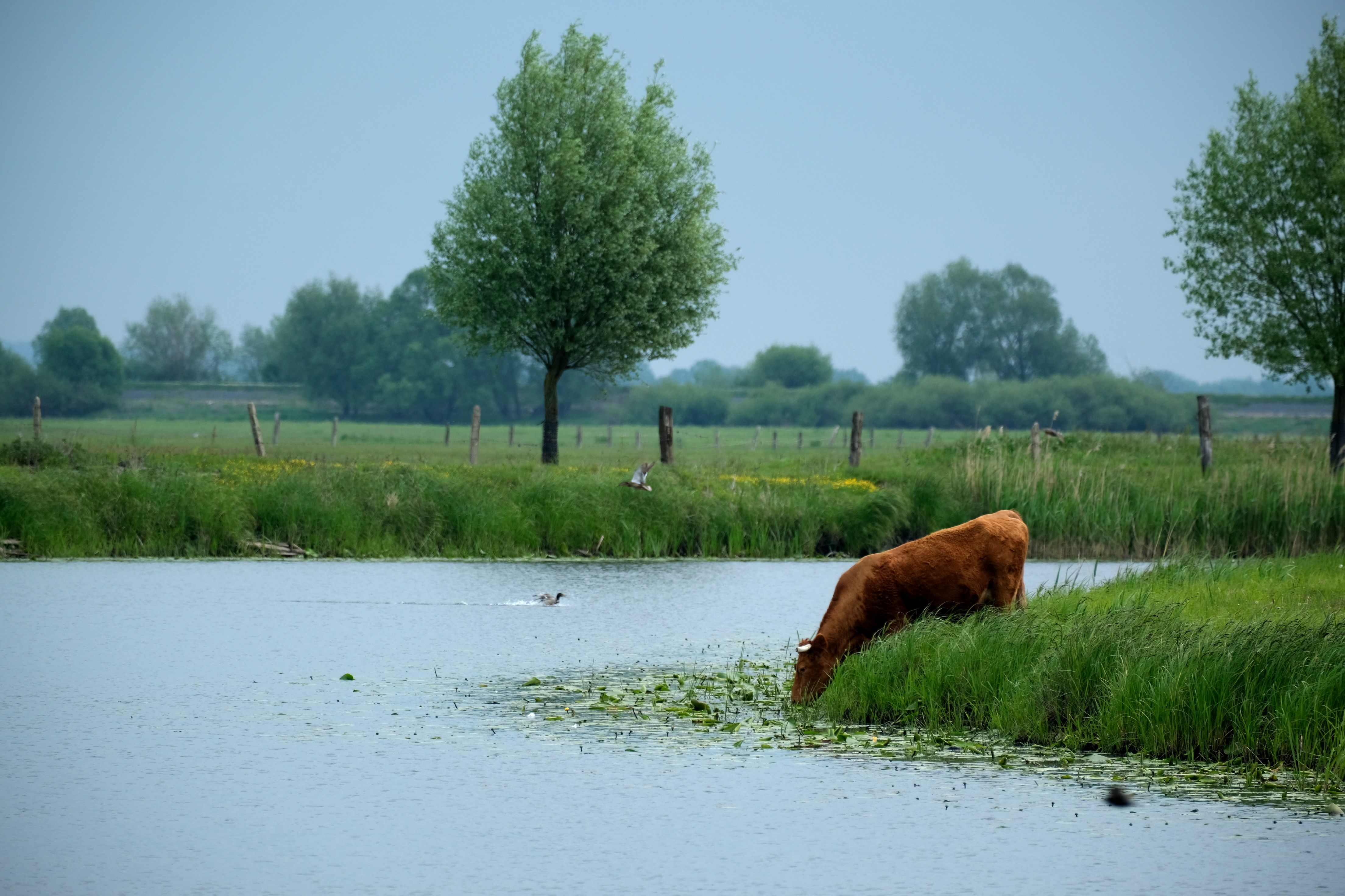 Peaceful countryside scene with cow by river · Free Stock Photo