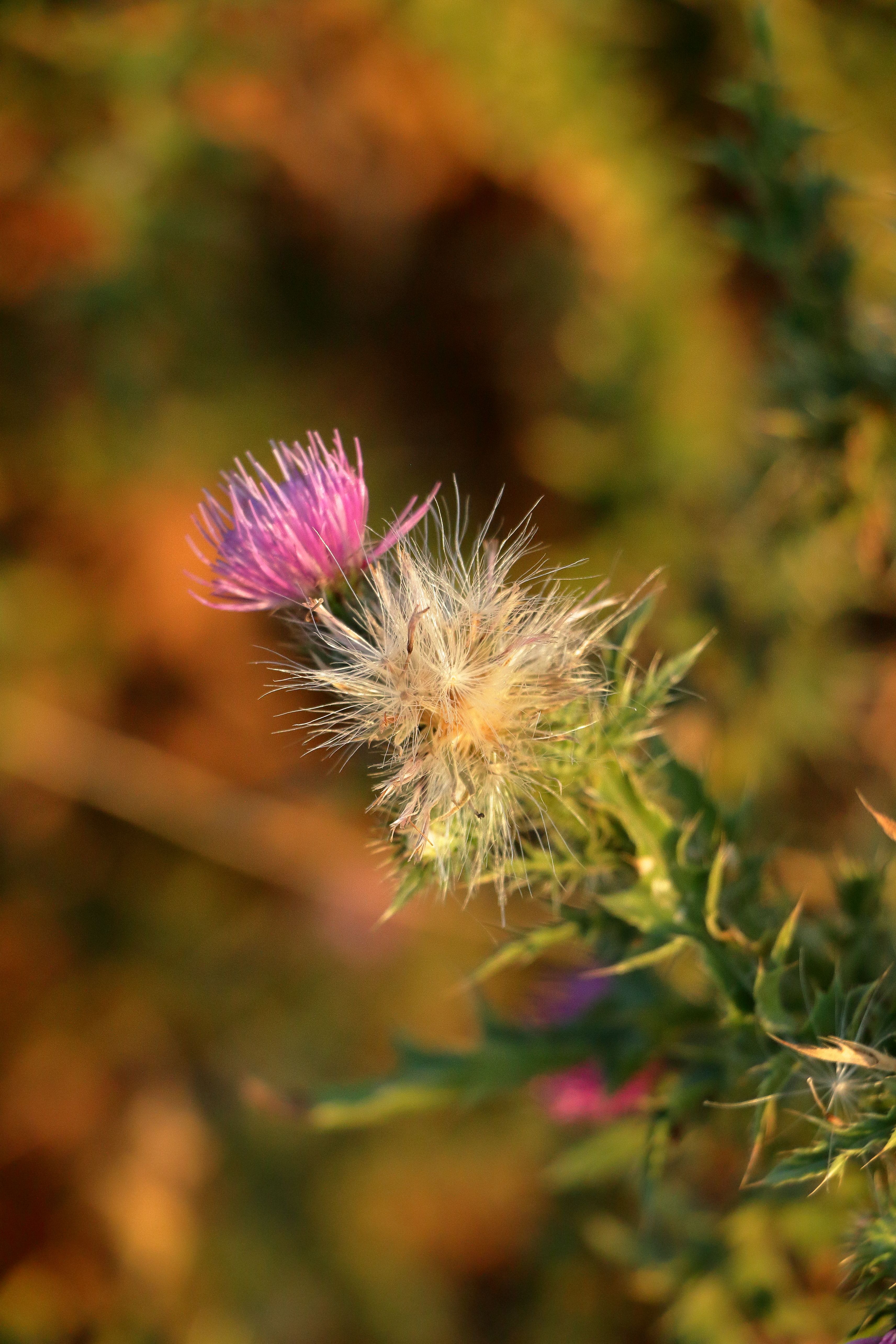 Vibrant Thistle Bloom in Natural Setting · Free Stock Photo