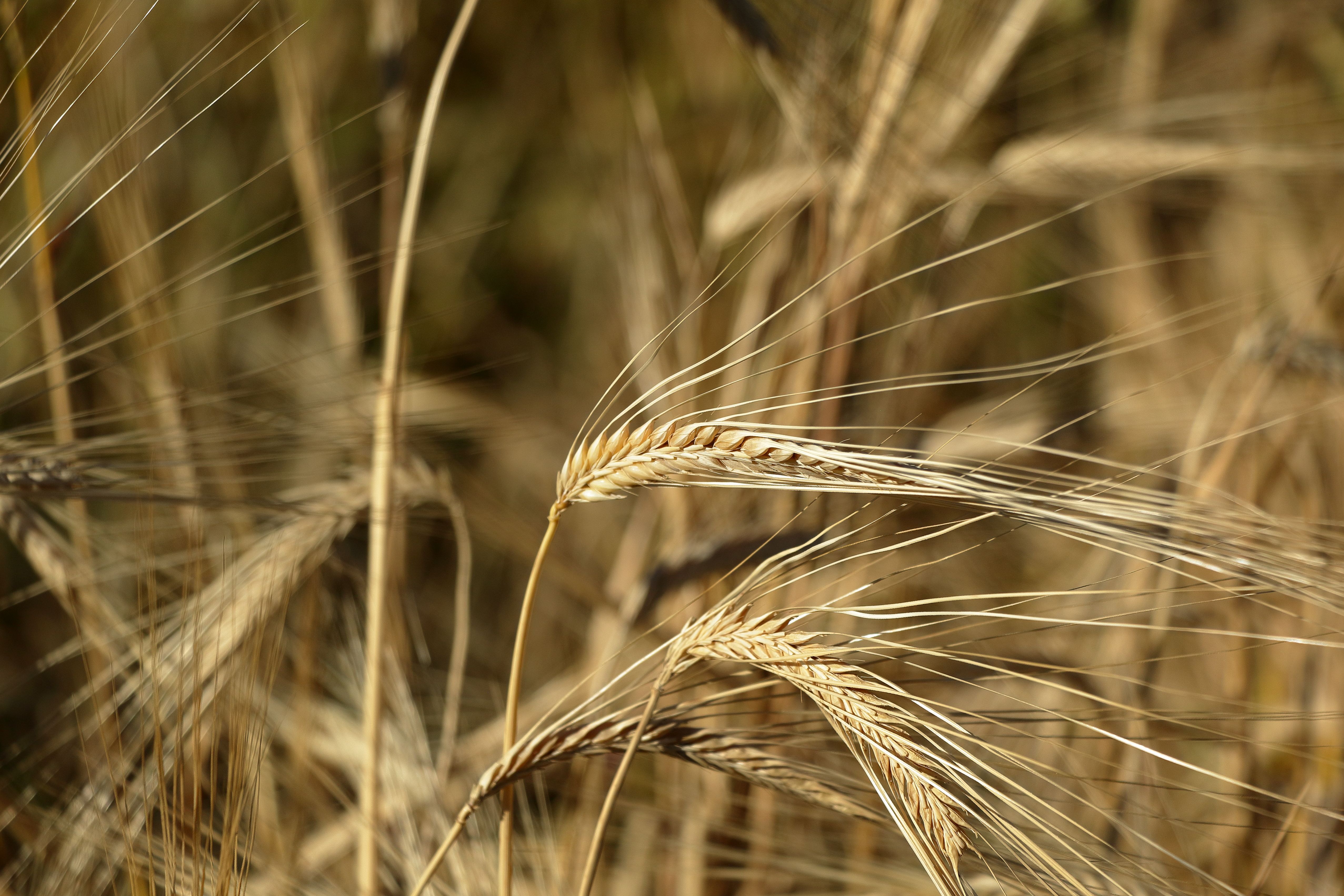 Close-up of Wheat · Free Stock Photo