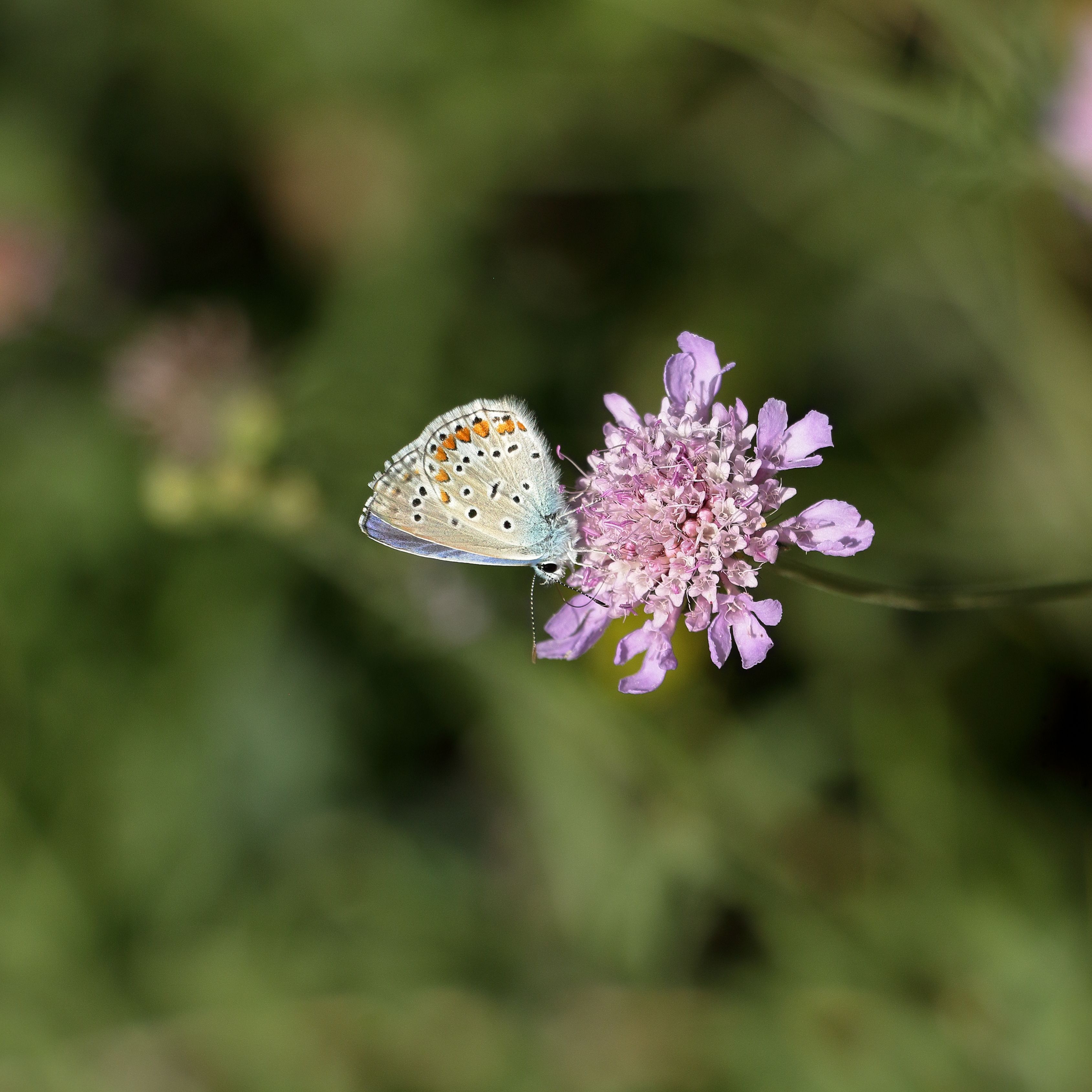 Close Up Flower And Butterfly Photos, Download The BEST Free Close Up ...