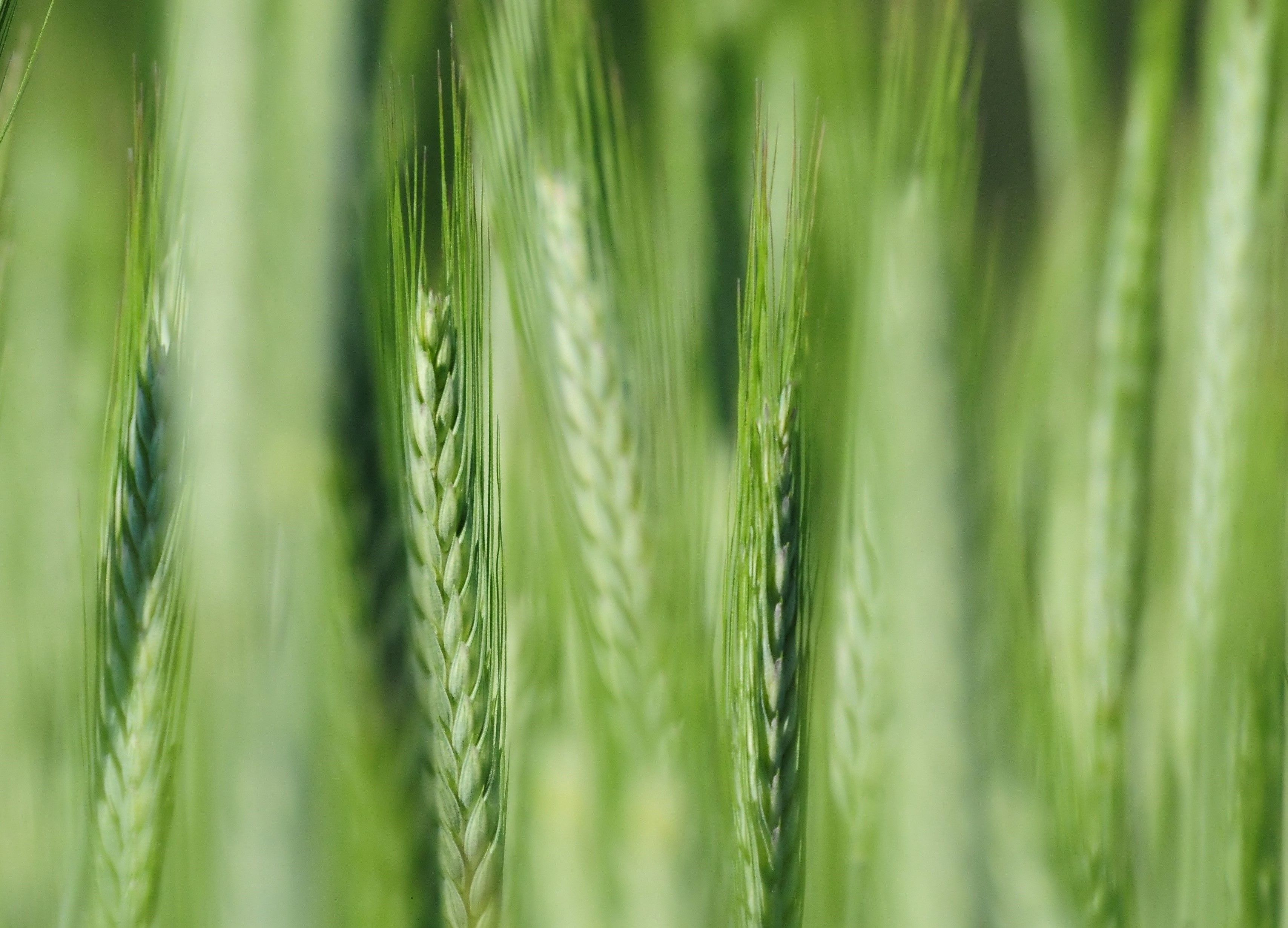 Grain Texture Photos, Download The BEST Free Grain Texture Stock Photos ...